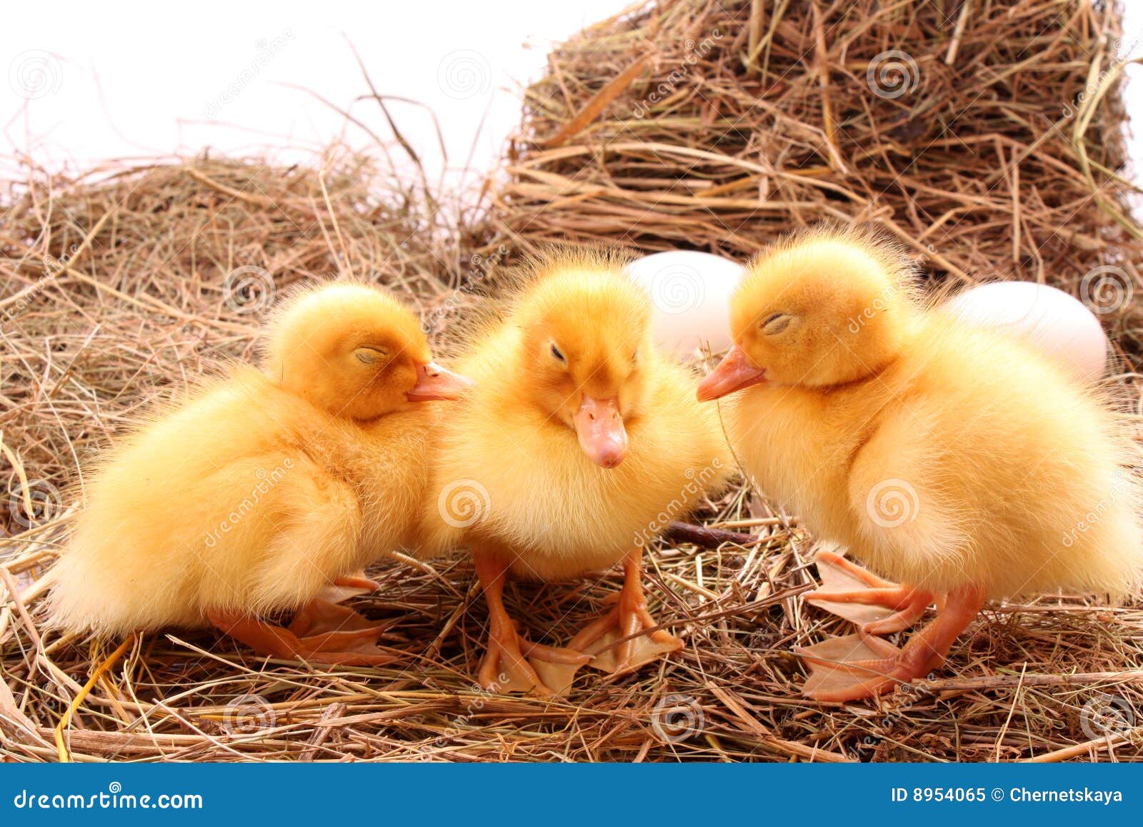 Ducklings sleep stock image. Image of beak, small, little - 8954065