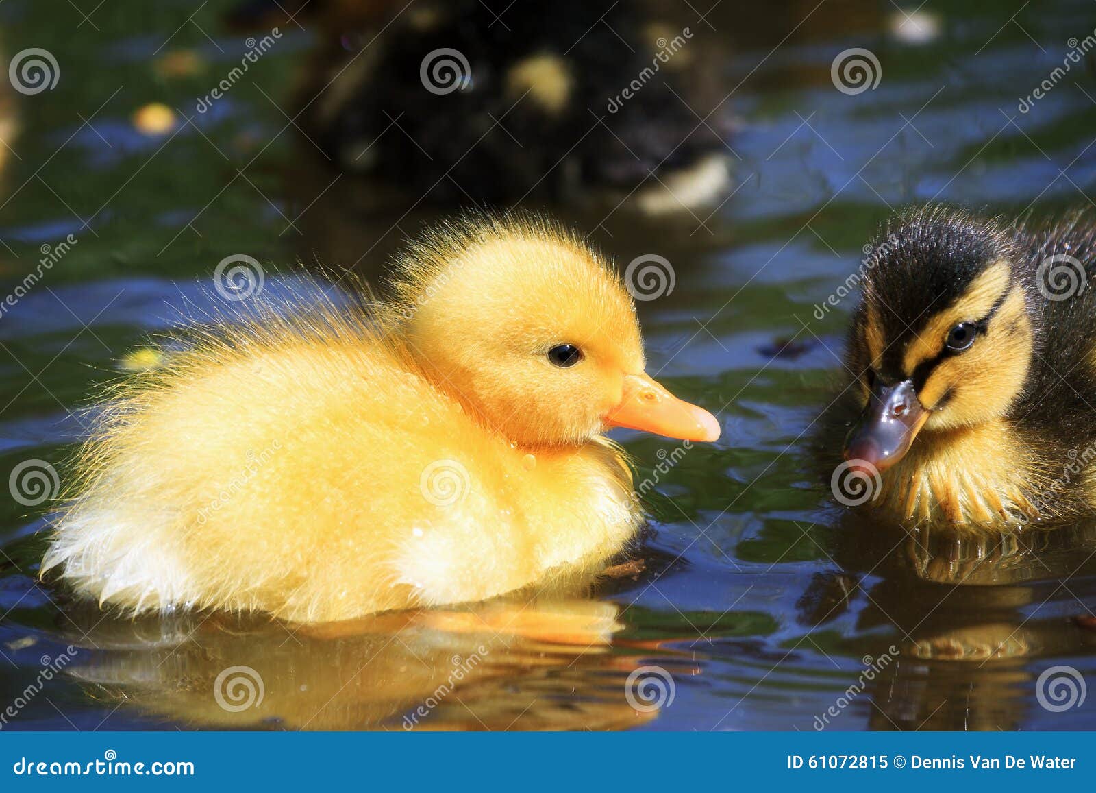 Ducklings spring stock image. Image of baby, duckling - 61072815