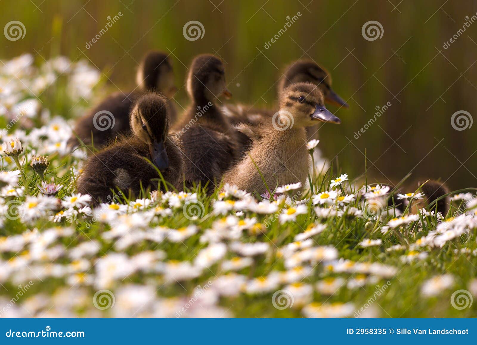 Ducklings in springtime stock image. Image of springtime - 2958335