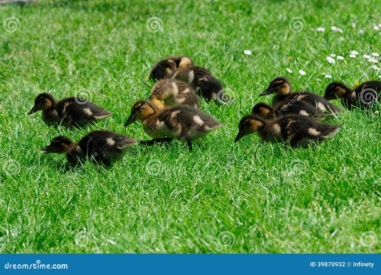 Ducklings in springtime stock photo. Image of grass, little - 39870932