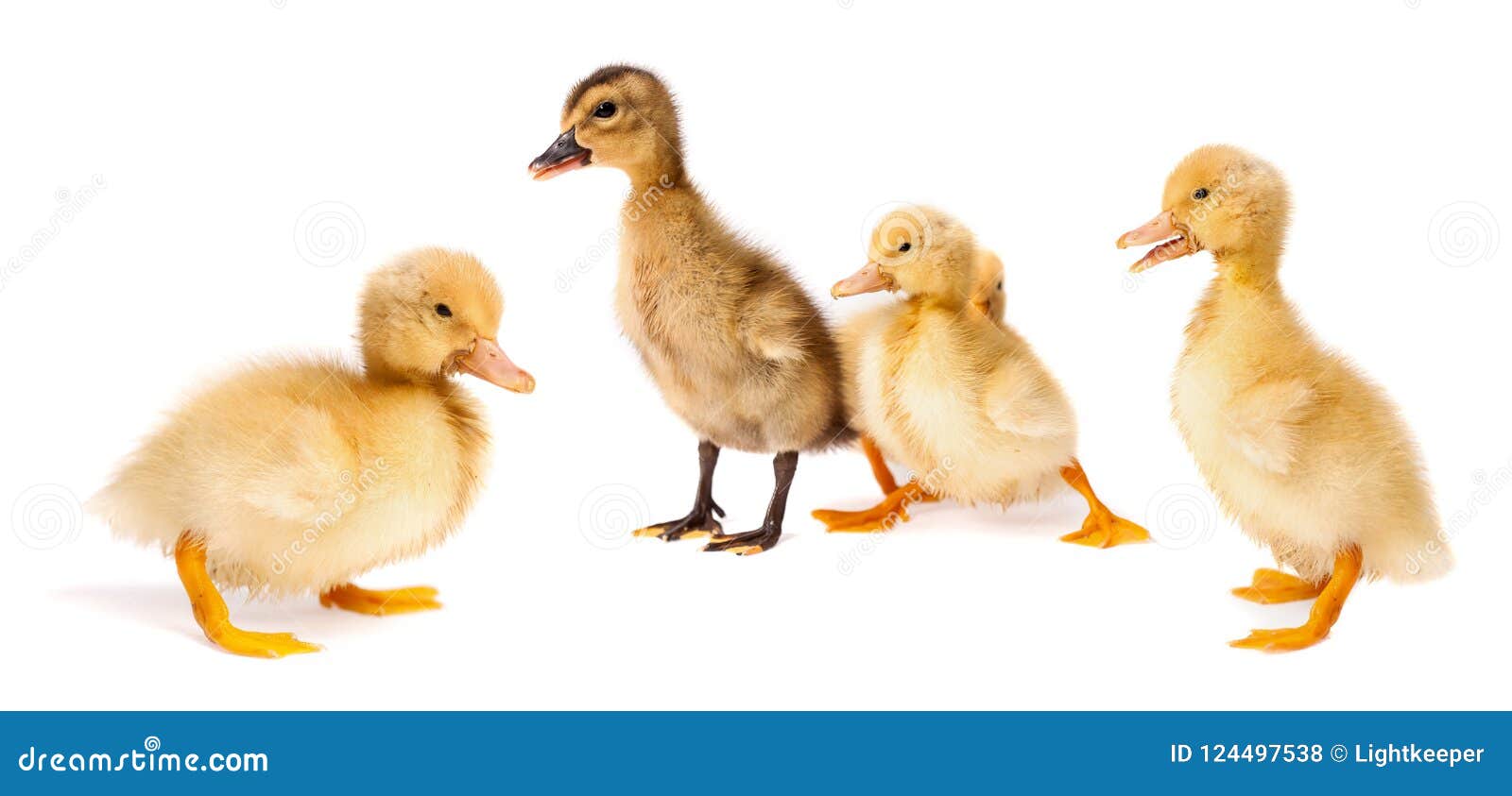 Ducklings Standing on White Surface Stock Photo - Image of duckling ...