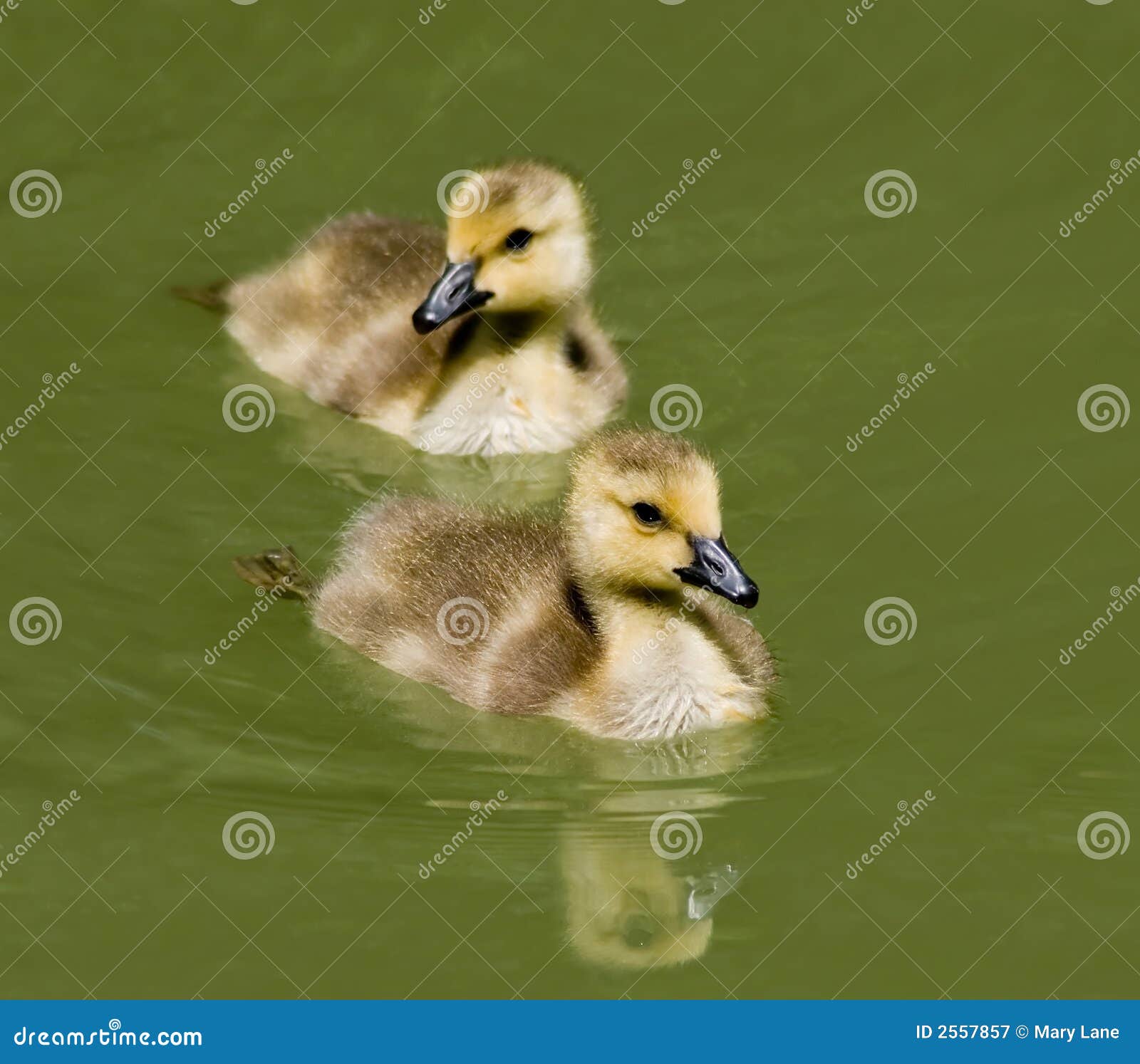 Ducklings Swimming stock image. Image of animal, creature - 2557857