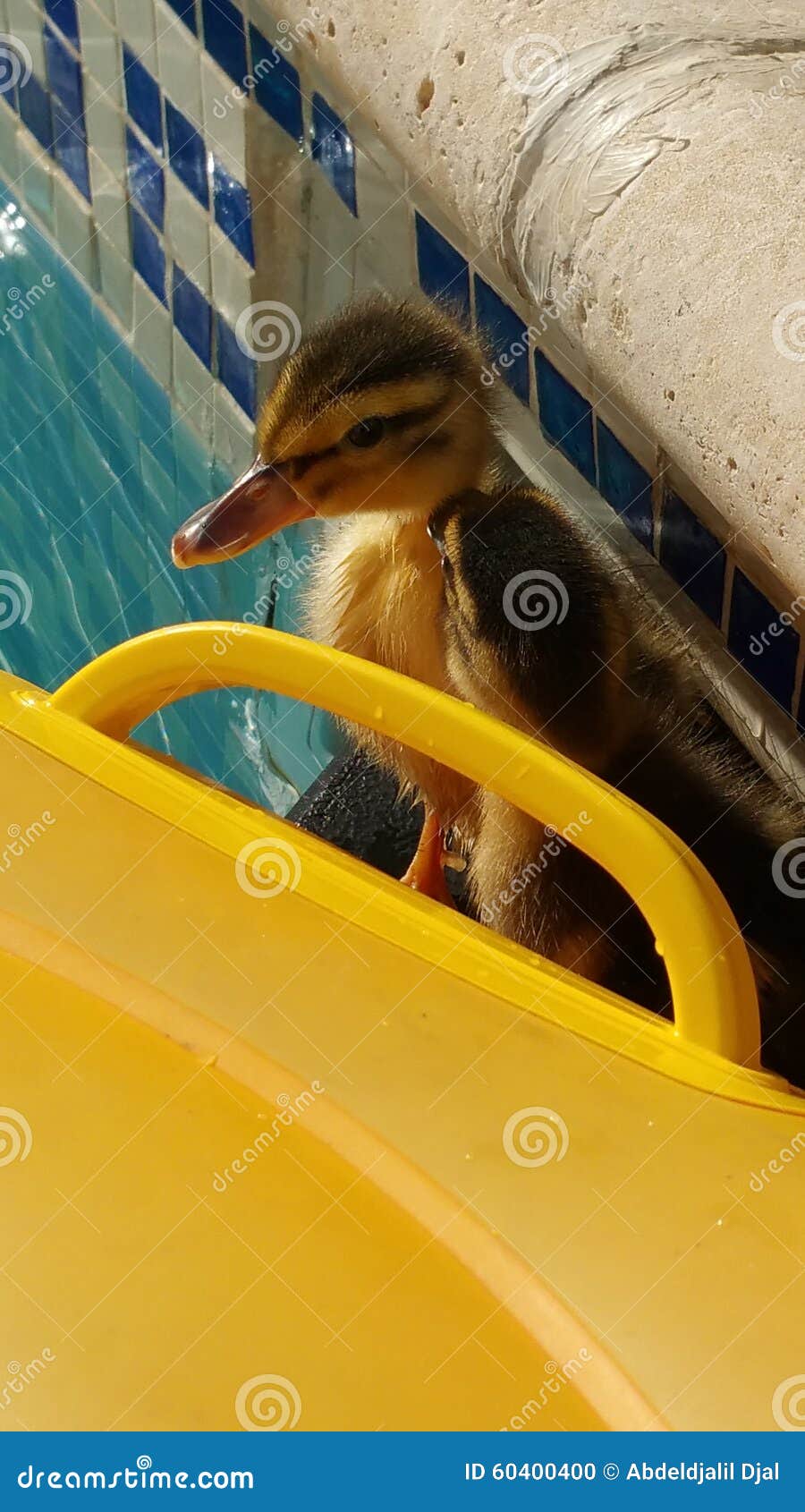 Ducklings stock photo. Image of ducks, swimming, small - 60400400
