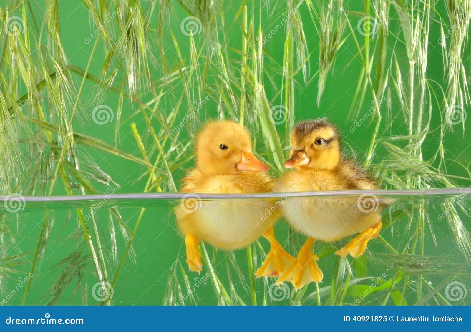Ducklings swimming stock image. Image of brown, animal - 40921825
