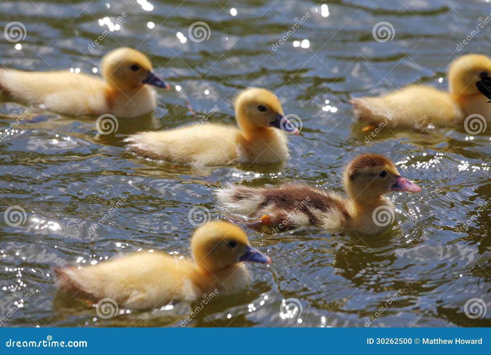 Ducklings stock photo. Image of newborn, chick, adorable - 30262500