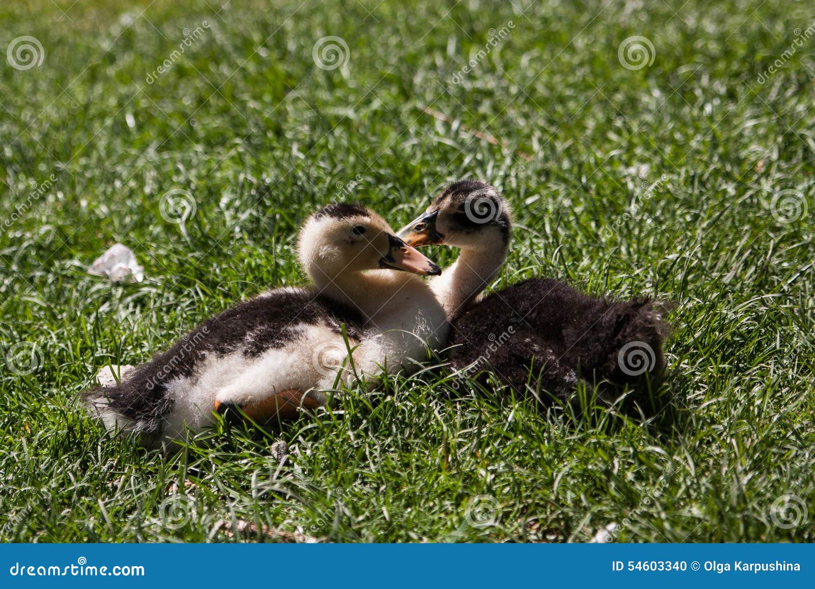 Ducklings stock photo. Image of beak, nature, animal - 54603340