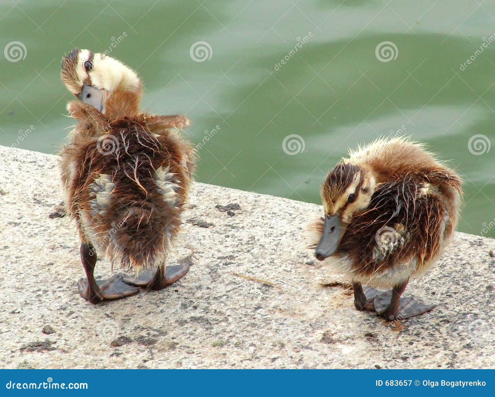 Ducklings on a Walk stock image. Image of bird, look, duckling - 683657