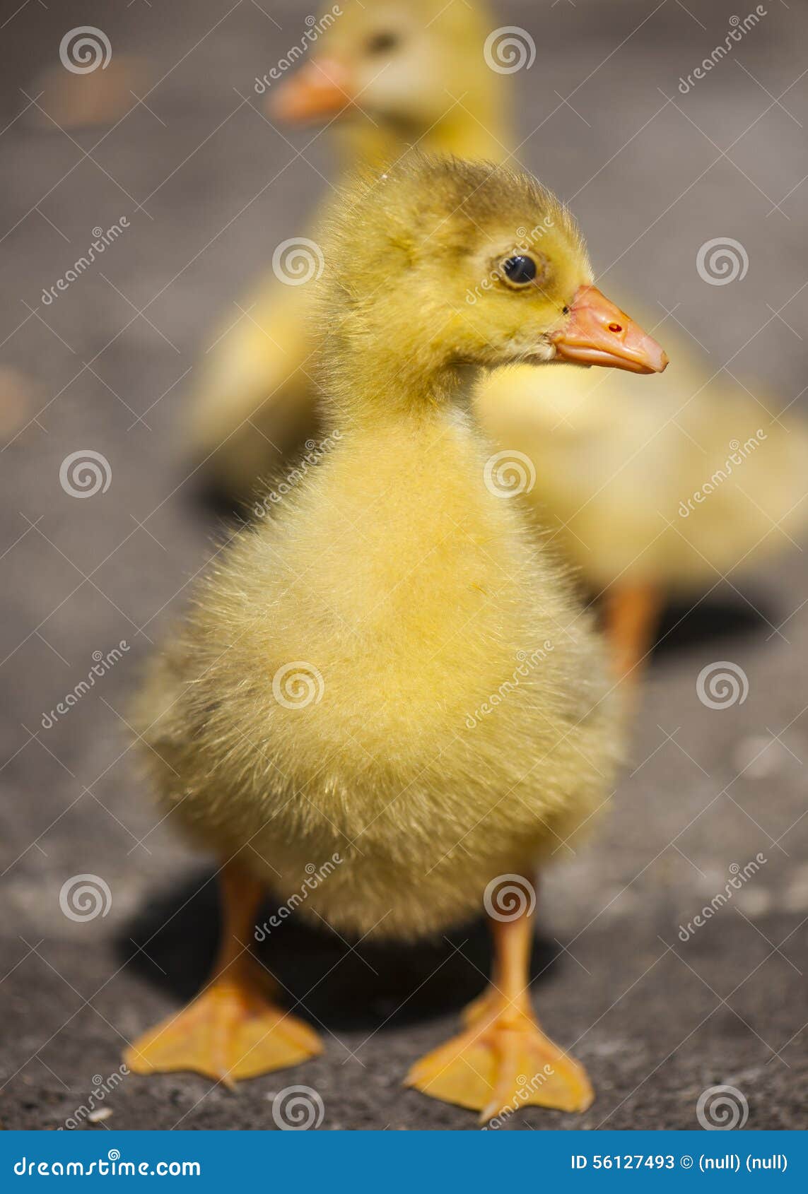 Ducklings stock image. Image of eyes, wonder, birds, aquatic - 56127493