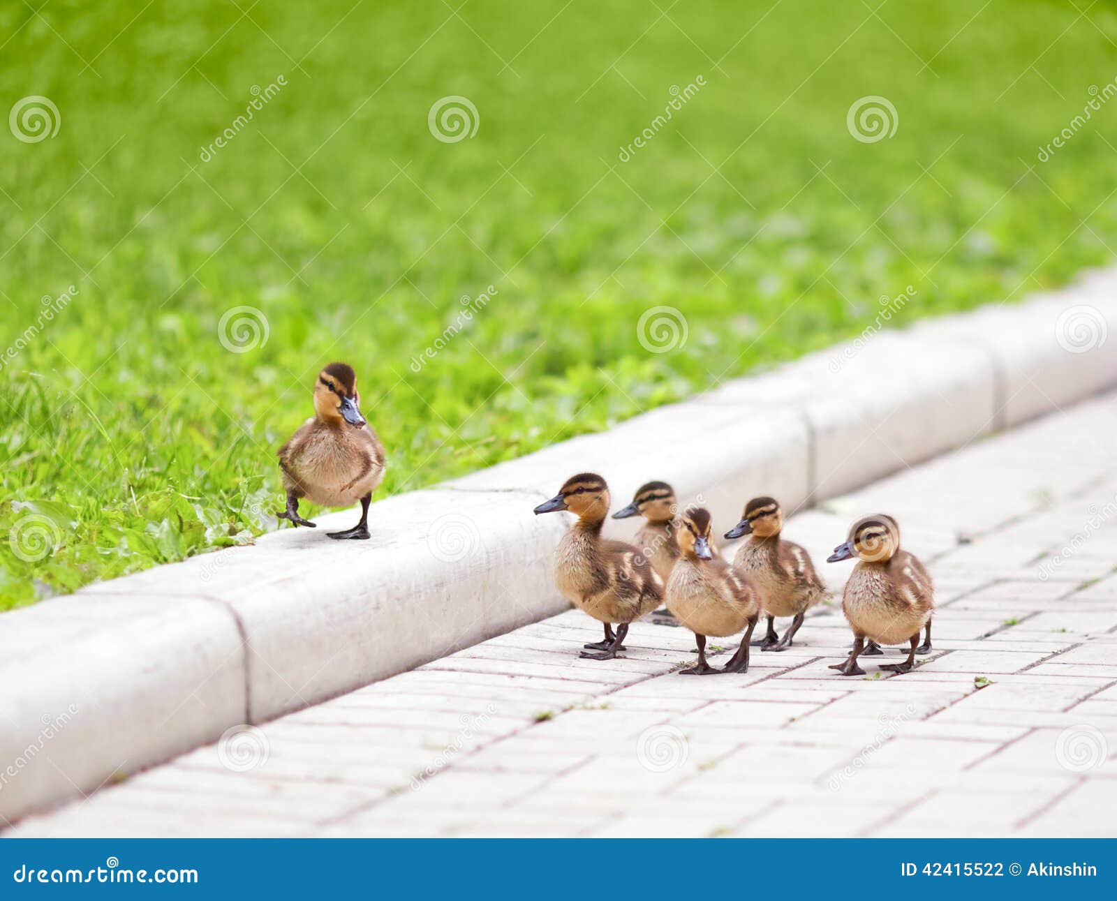 Ducklings stock photo. Image of green, born, collective - 42415522