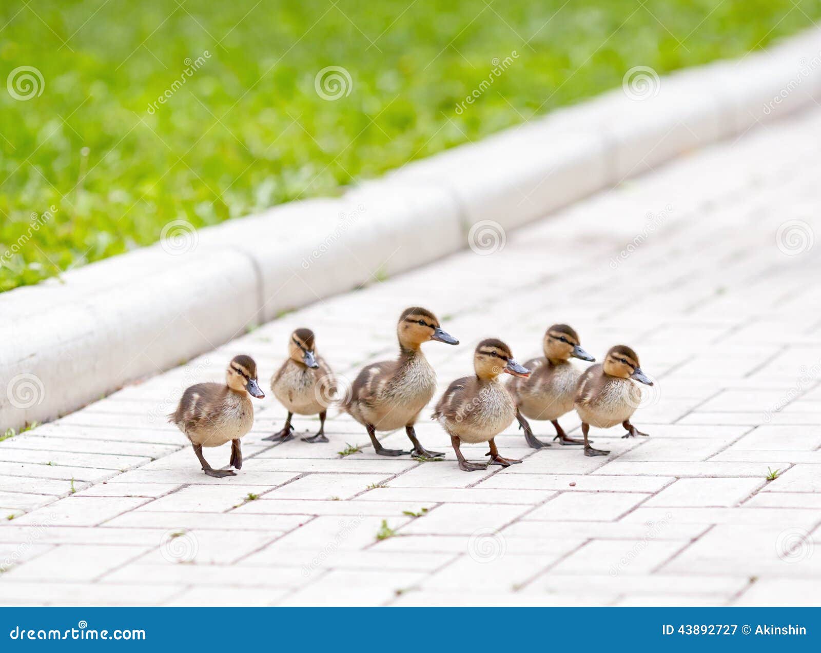 Ducklings stock image. Image of green, road, funny, small - 43892727