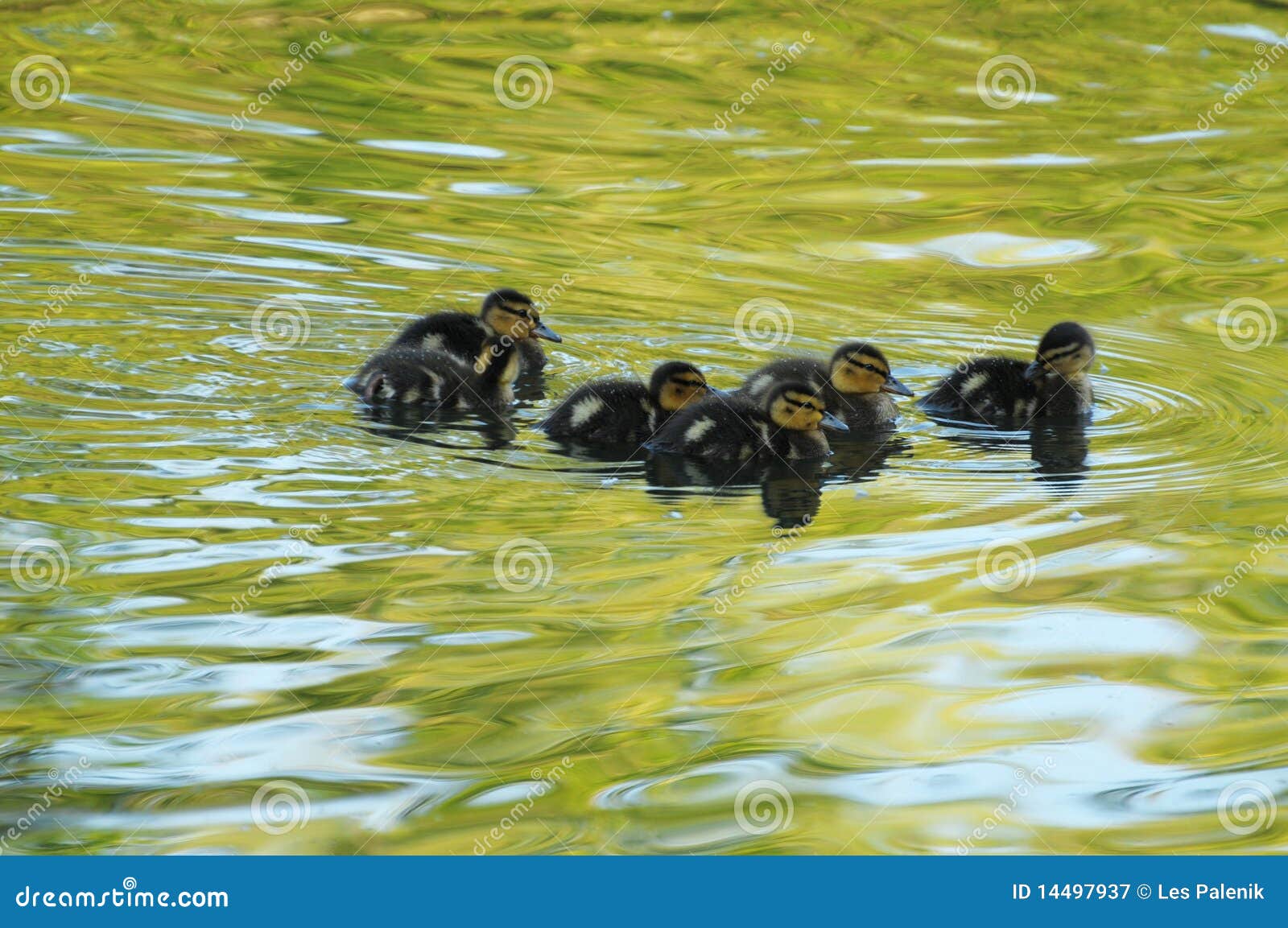 Ducklings in water stock image. Image of formation, group - 14497937