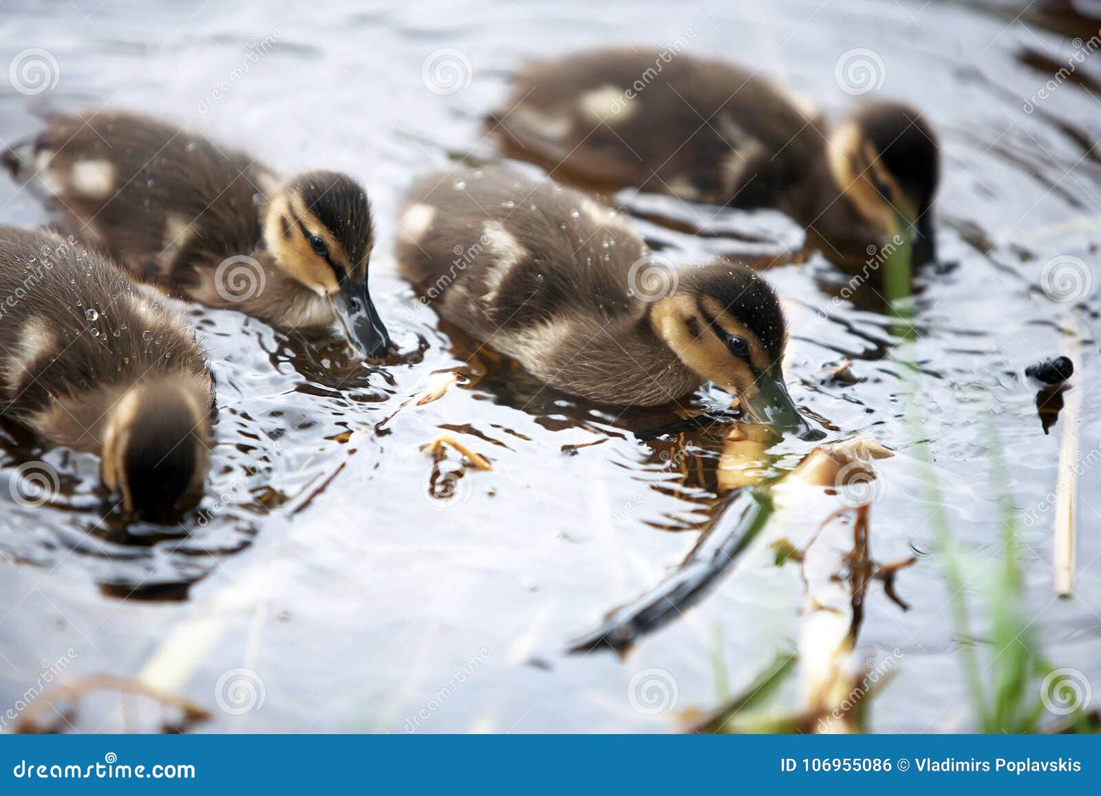 Ducklings in a water. stock photo. Image of color, nature - 106955086