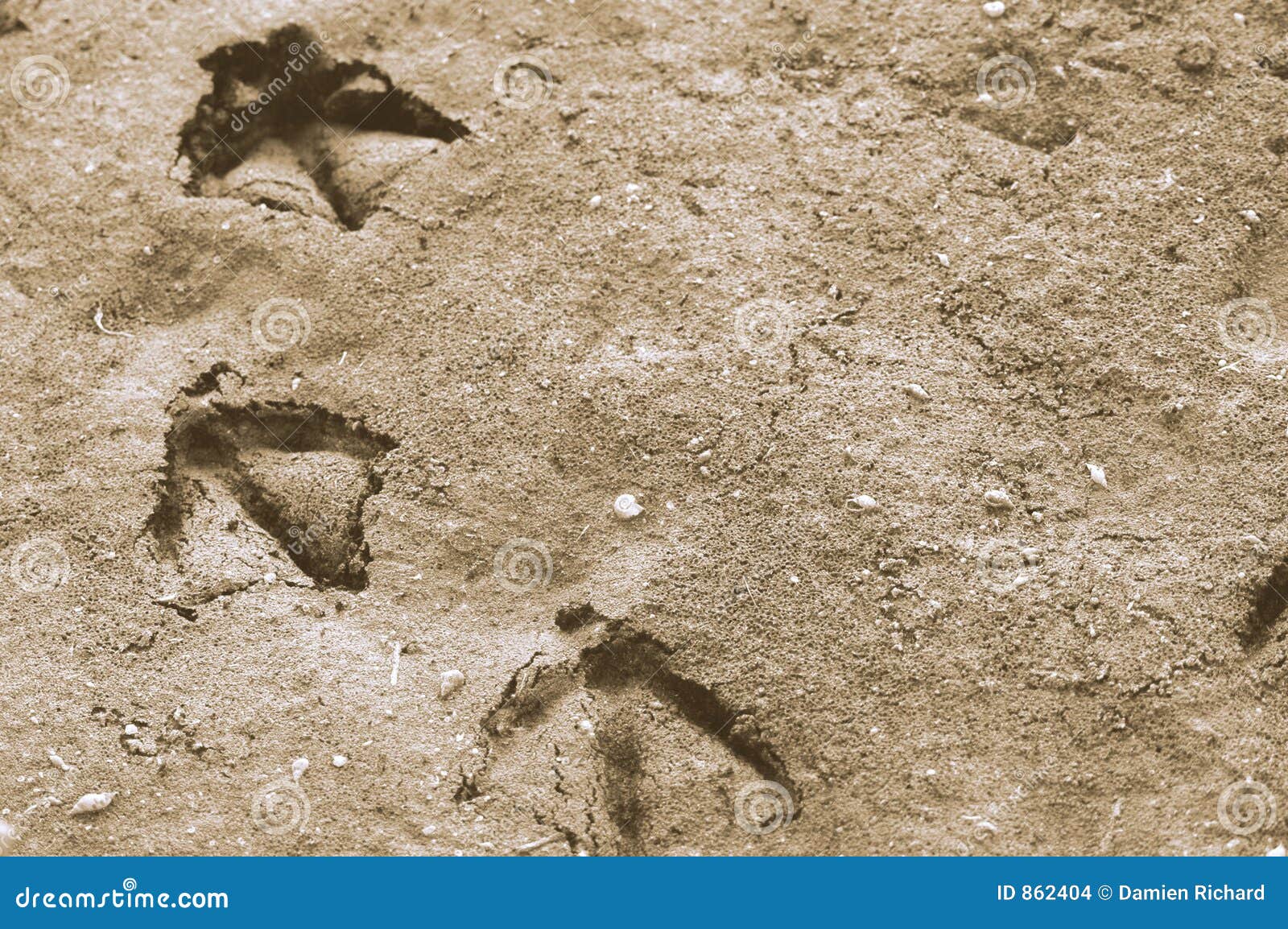 Duckprints3 stock photo. Image of track, walk, walking - 862404
