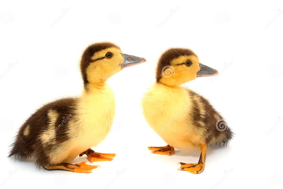 Ducks stock photo. Image of beautiful, duckies, ducklings - 14795356