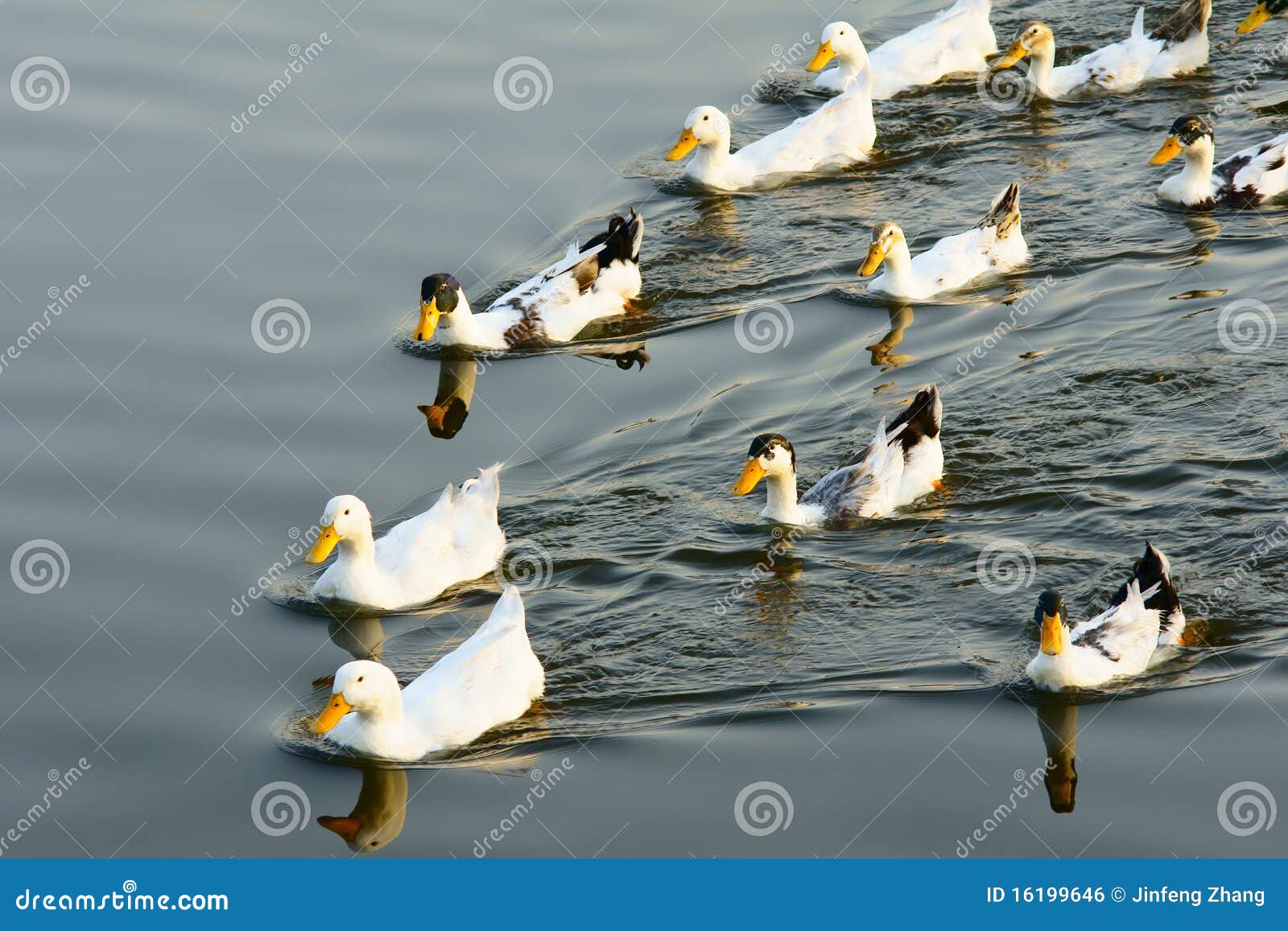 Ducks stock photo. Image of quacker, mallard, floating - 16199646