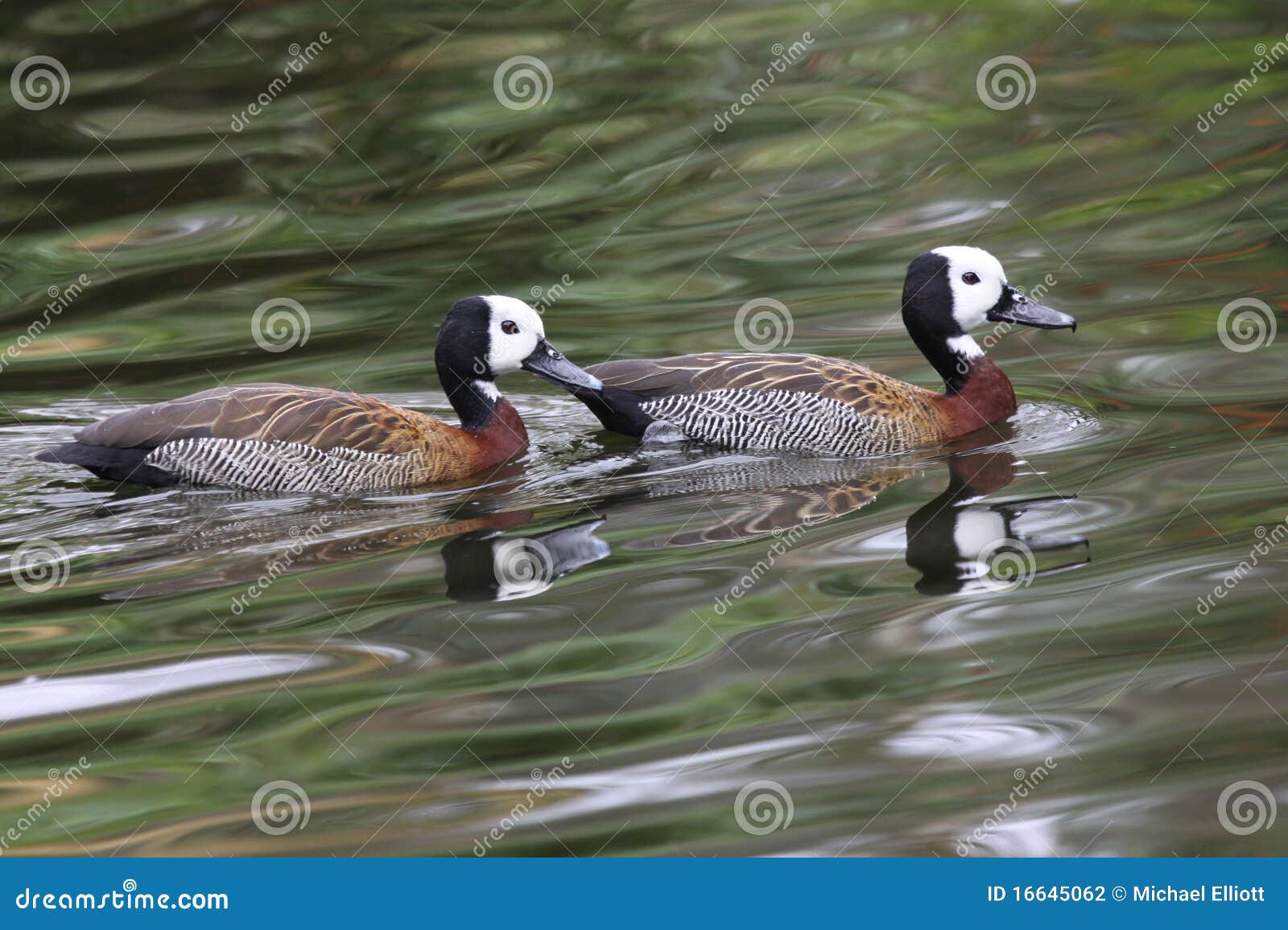 Ducks stock photo. Image of birds, gray, duck, drake - 16645062