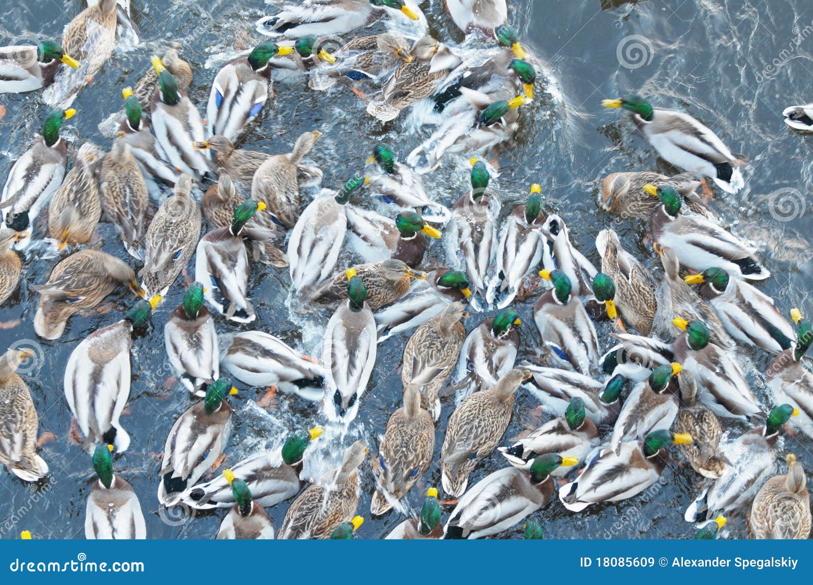 Ducks stock image. Image of feed, duck, float, forage - 18085609