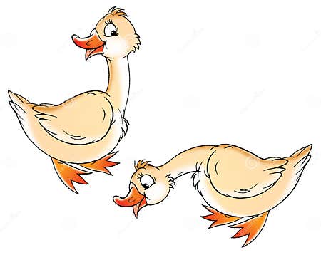 Ducks stock illustration. Illustration of album, bird - 1907795