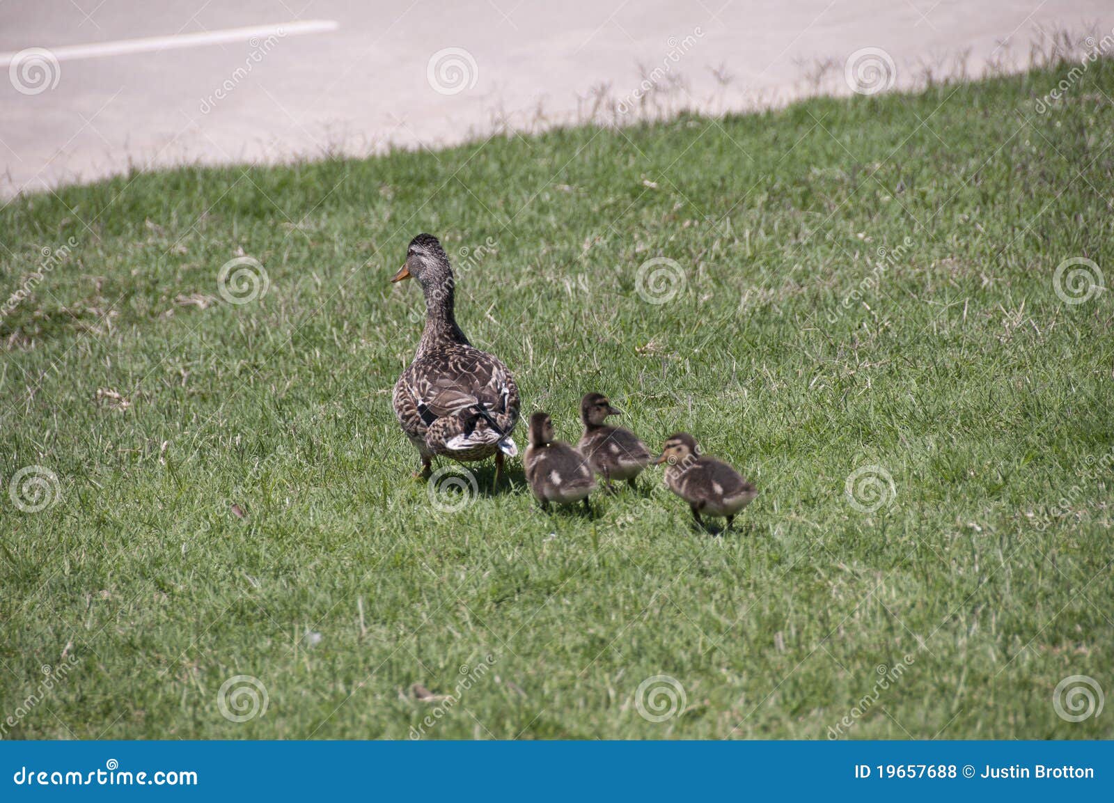 Ducks stock photo. Image of mallard, quack, clear, birds - 19657688