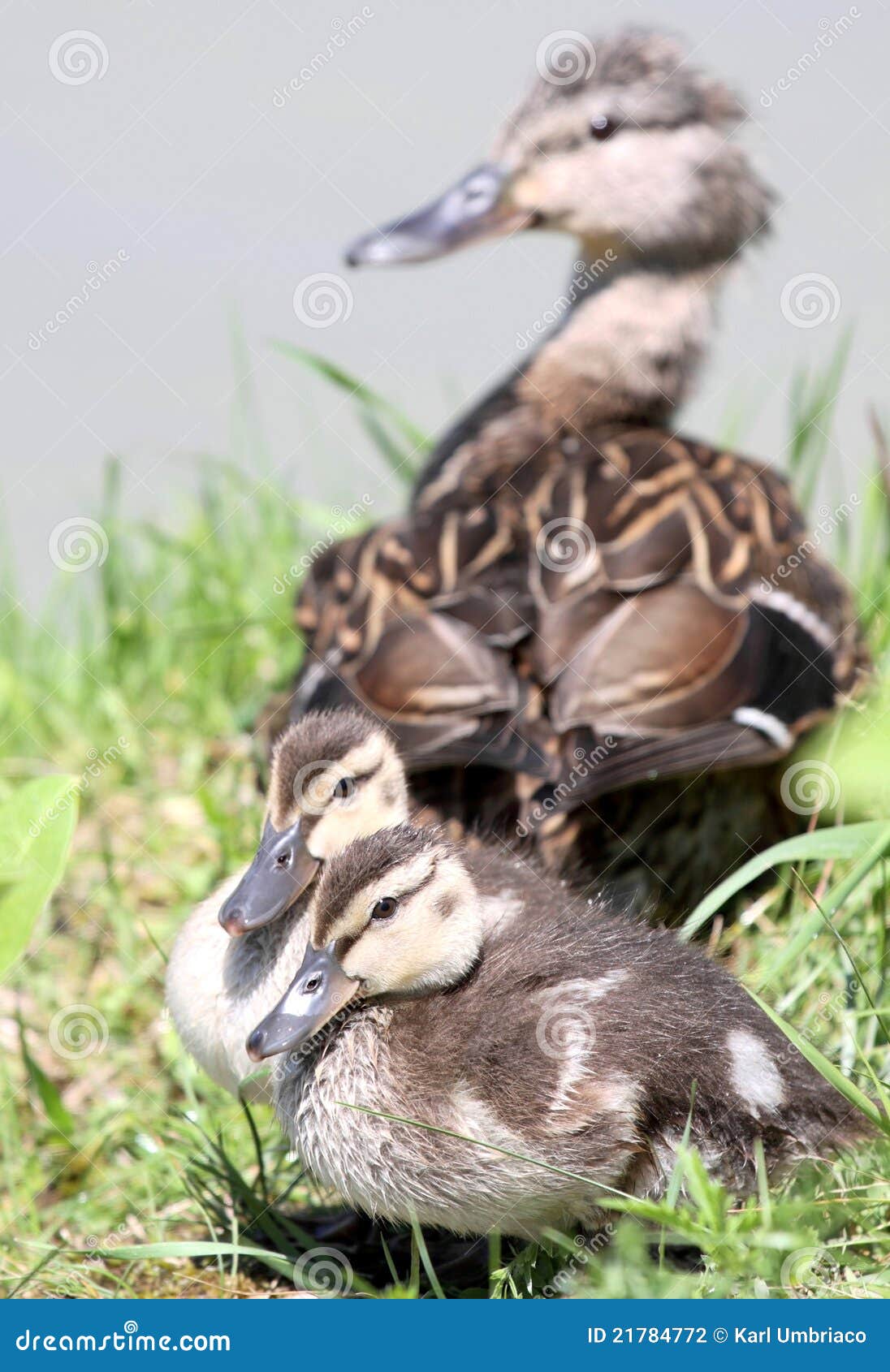 Ducks stock photo. Image of grass, summer, wildlife, nature - 21784772