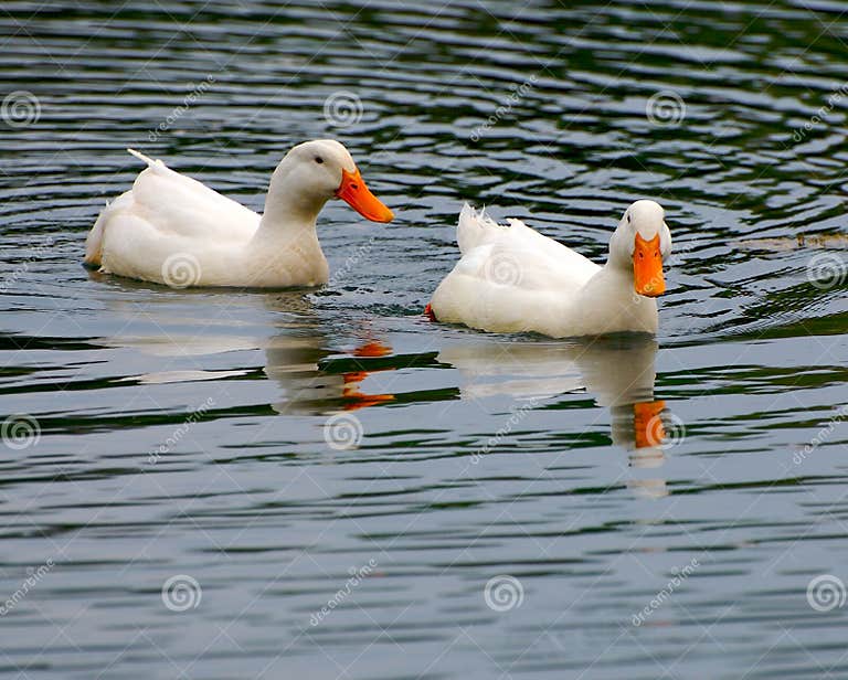 Ducks stock photo. Image of beautiful, bird, grass, illustrations - 2272648