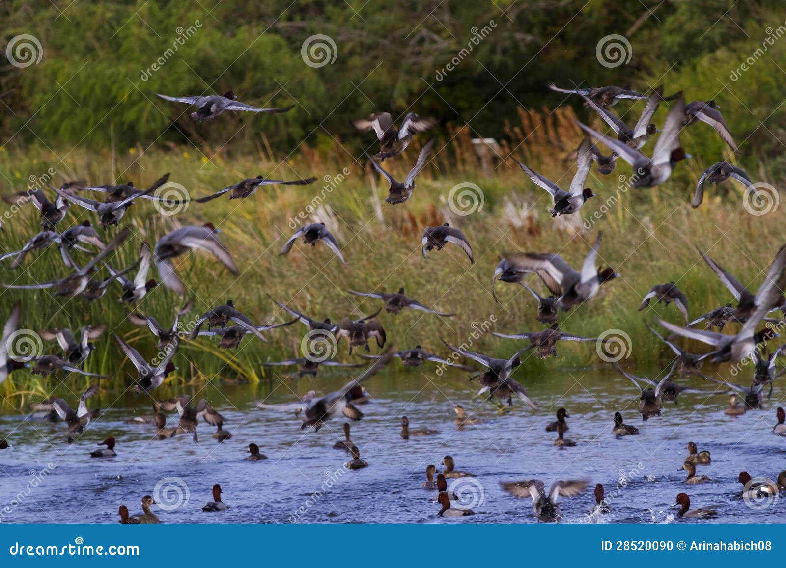 Ducks stock photo. Image of refuge, duck, cameron, hydric - 28520090