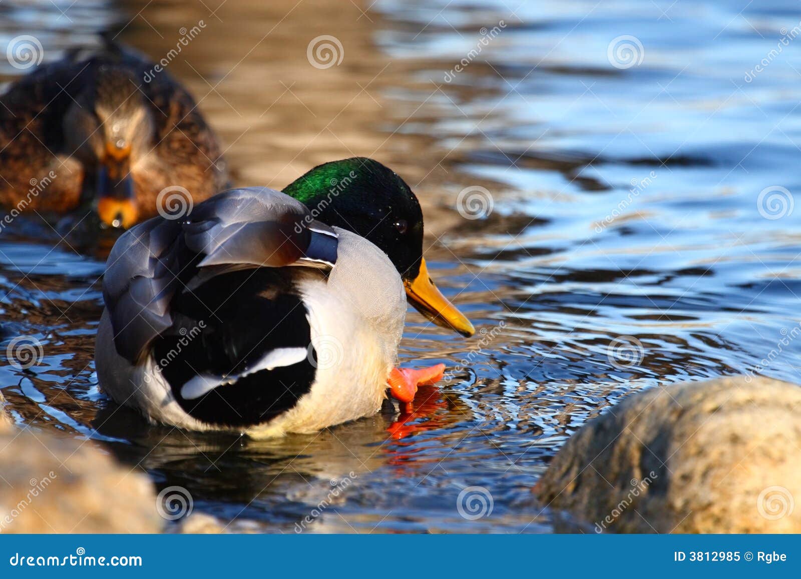 Ducks stock image. Image of nature, beach, play, water - 3812985