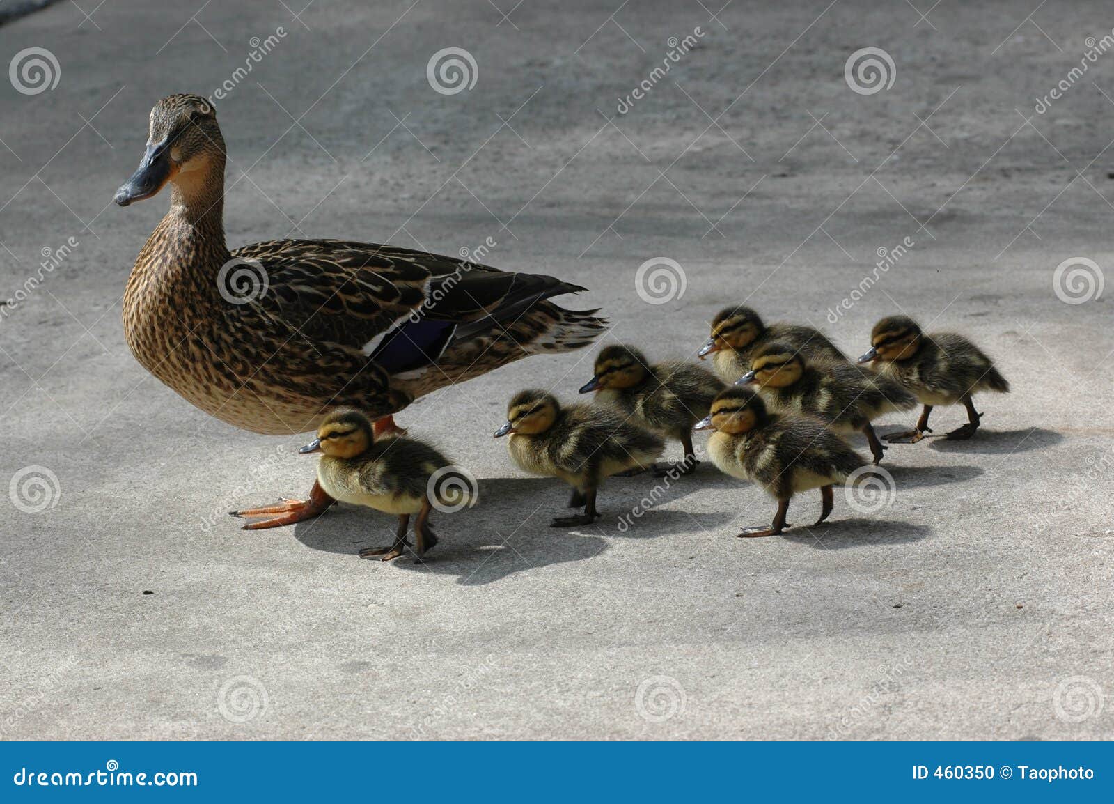 Ducks stock photo. Image of cute, duck, ducks, formation - 460350