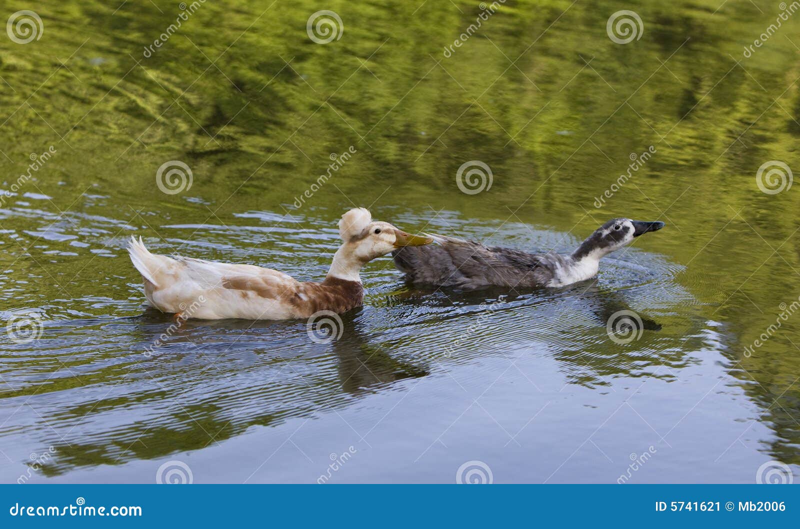 Ducks stock image. Image of animals, bird, duck, pound - 5741621
