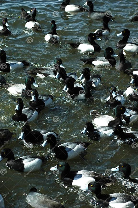Ducks stock photo. Image of wild, cluster, paddle, waterfowl - 621088