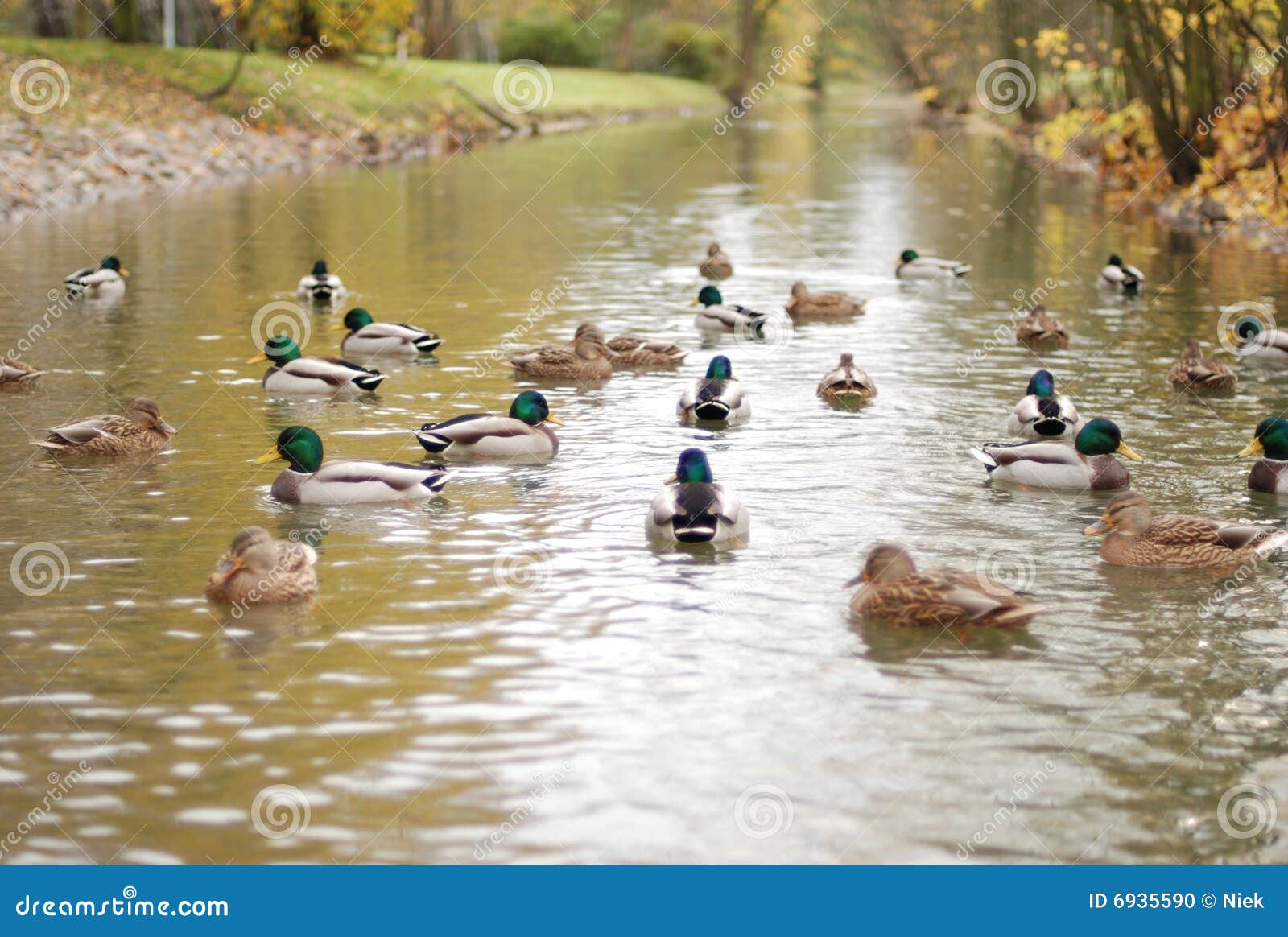 Ducks stock photo. Image of river, stream, wildlife, season - 6935590