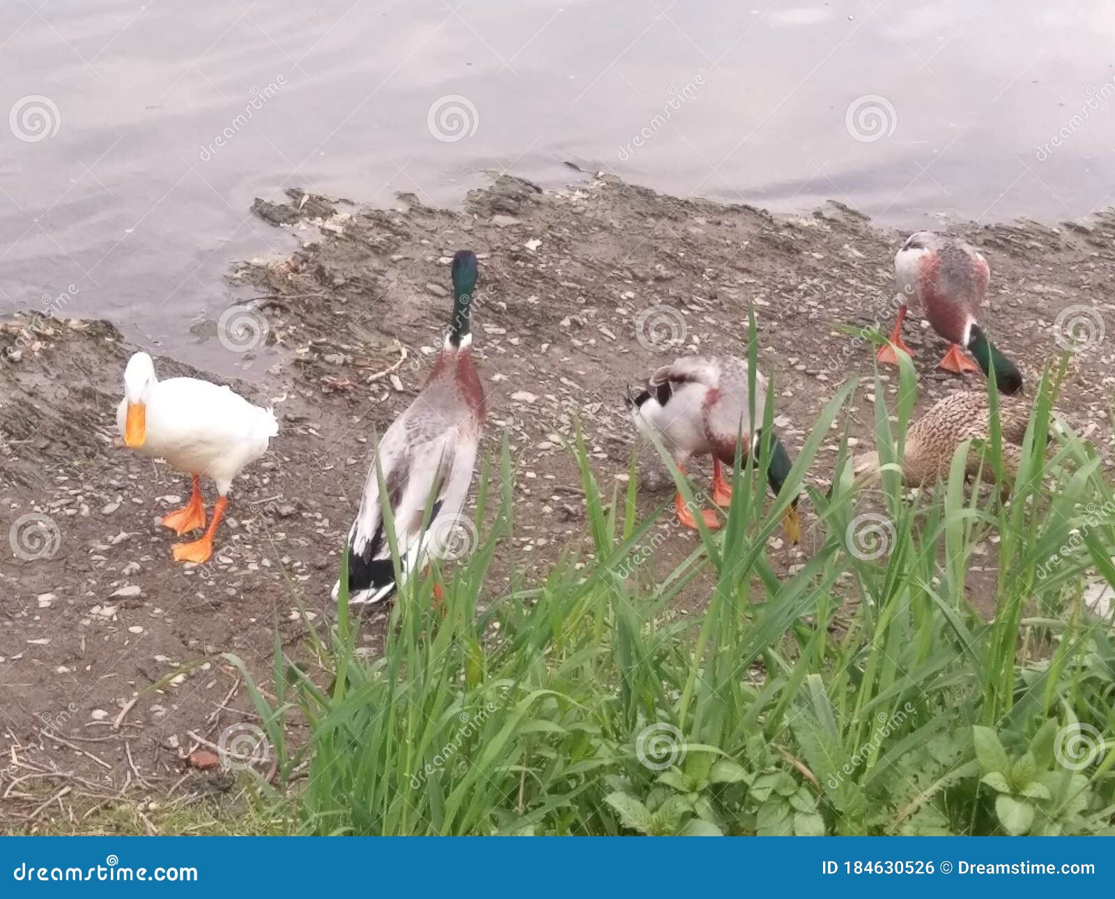 Ducks in action stock photo. Image of pond, bird, actio - 184630526