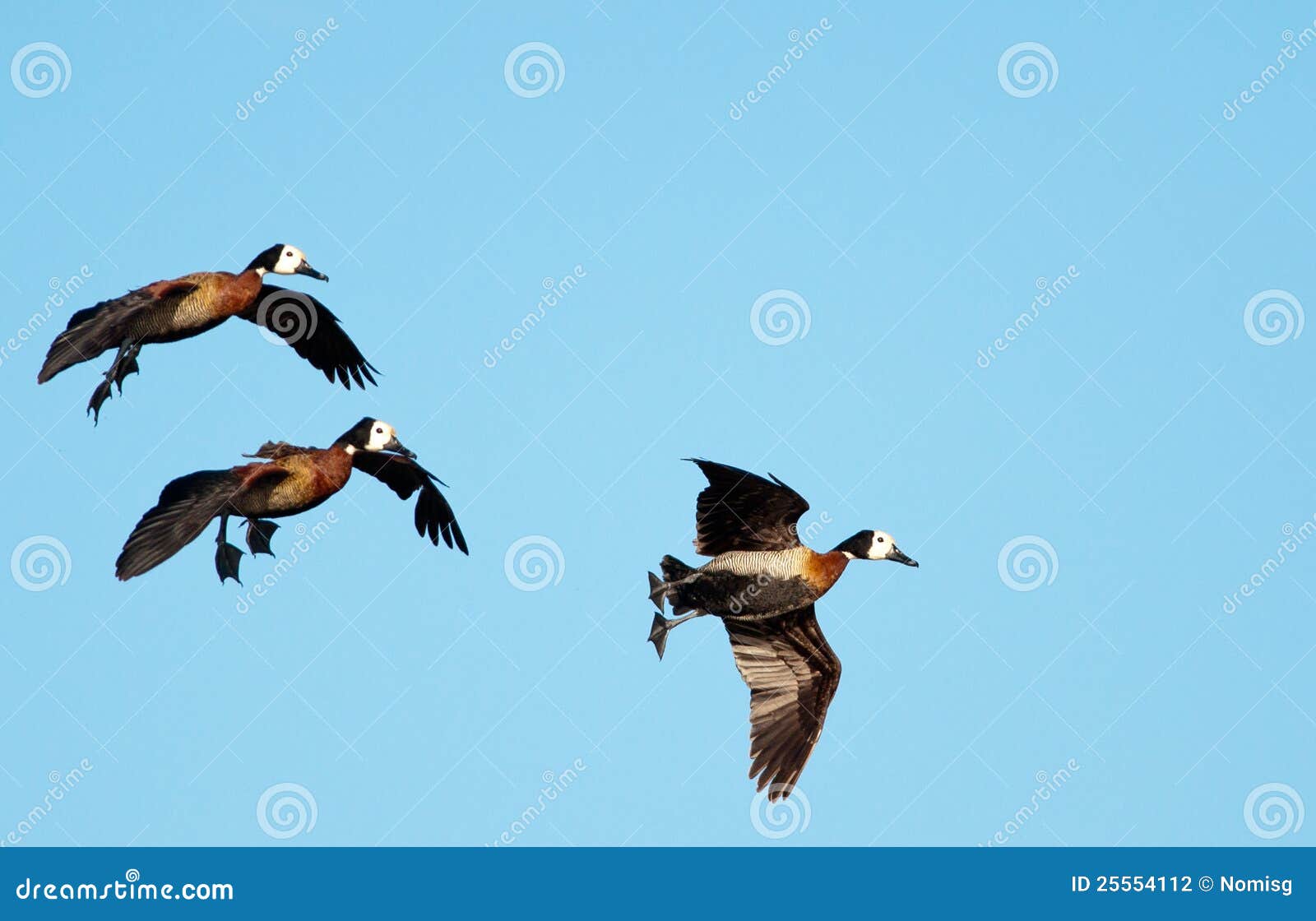 Ducks on approach stock photo. Image of formation, waterfowl - 25554112