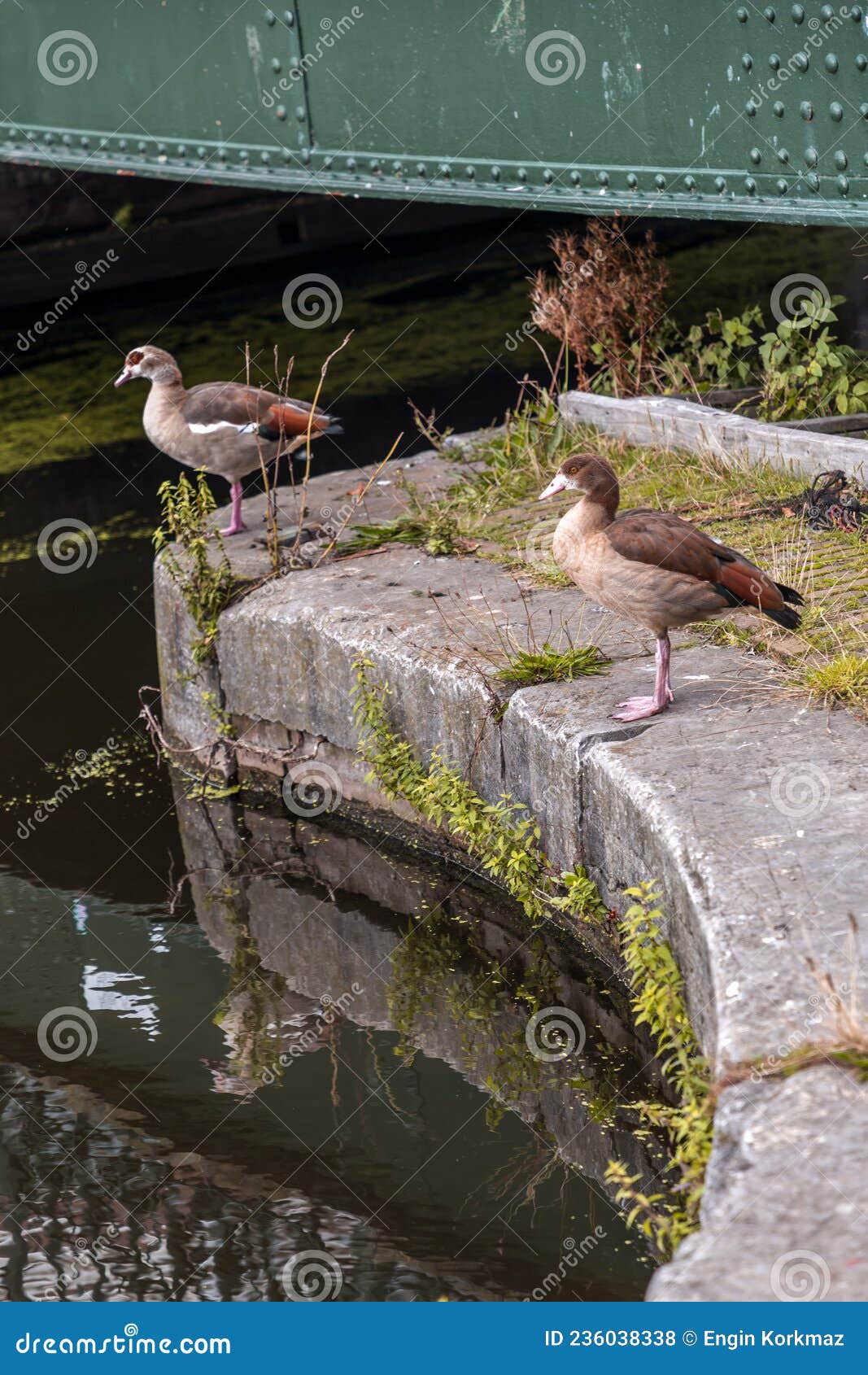 Ducks Aroud the River Under a Bridge Stock Photo - Image of argentatus ...