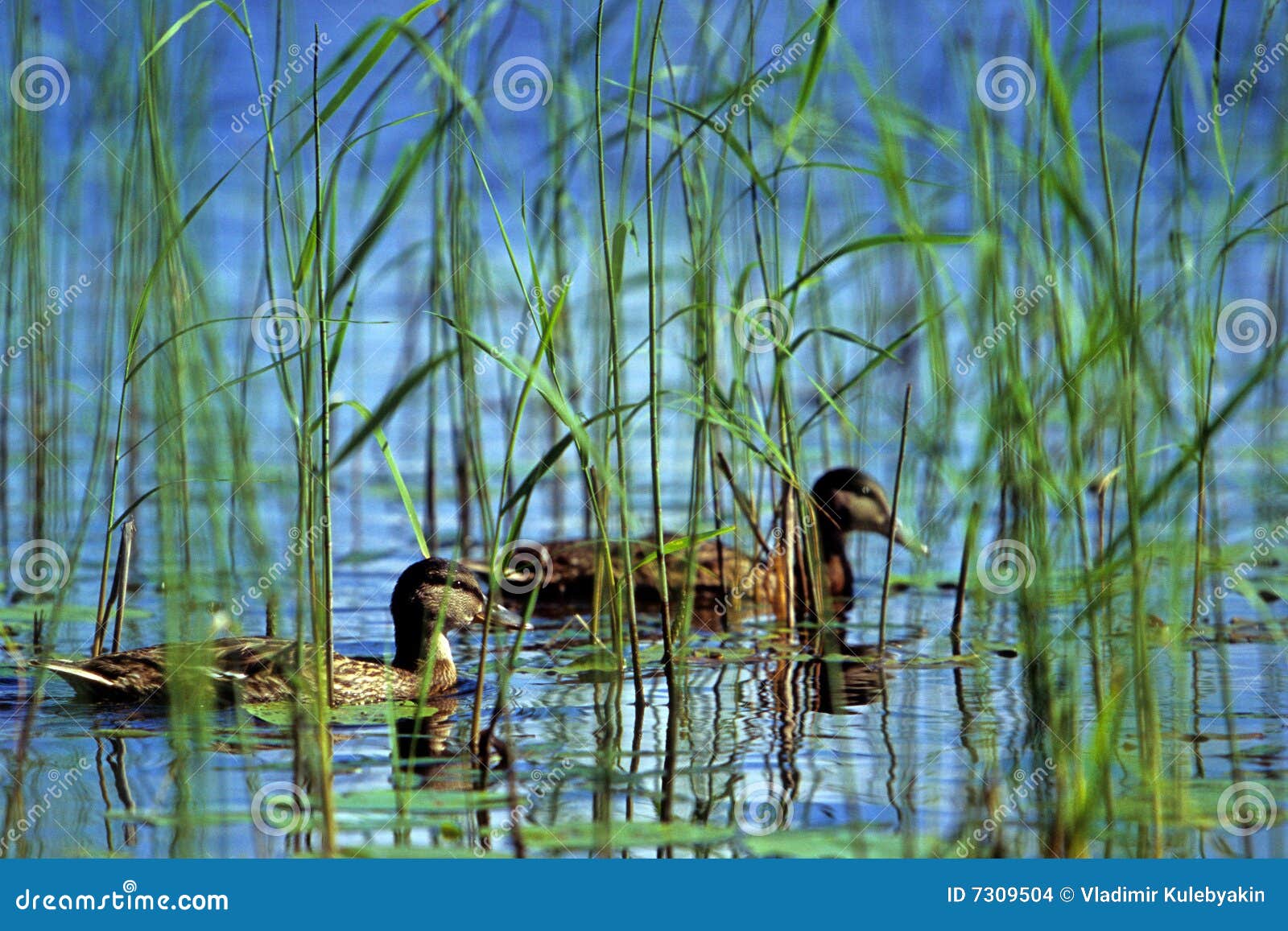 Ducks Arrived on a Nesting Place Stock Photo - Image of underwater ...