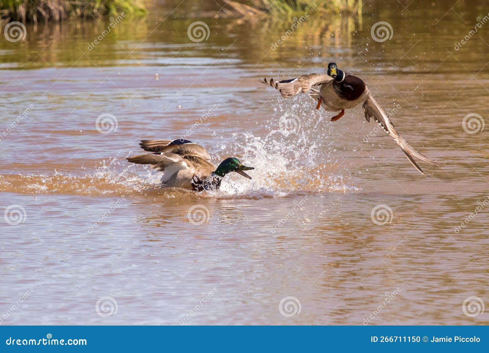 Ducks attacking eachother stock photo. Image of wetland - 266711150