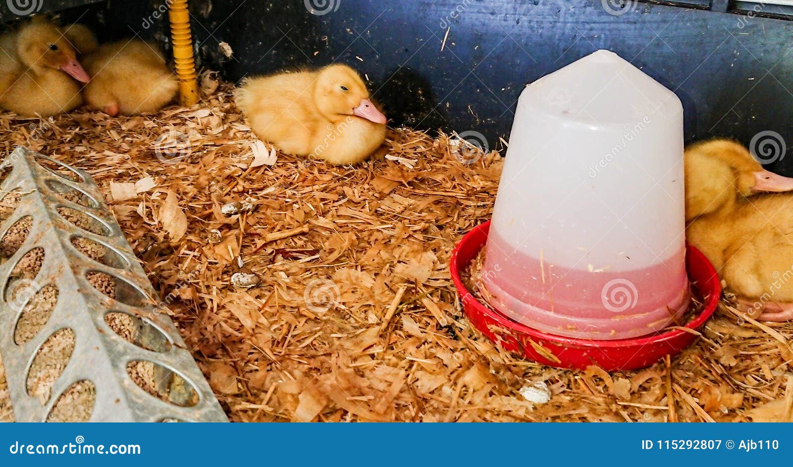 Ducks stock image. Image of ducks, hatching, weeks, baby - 115292807
