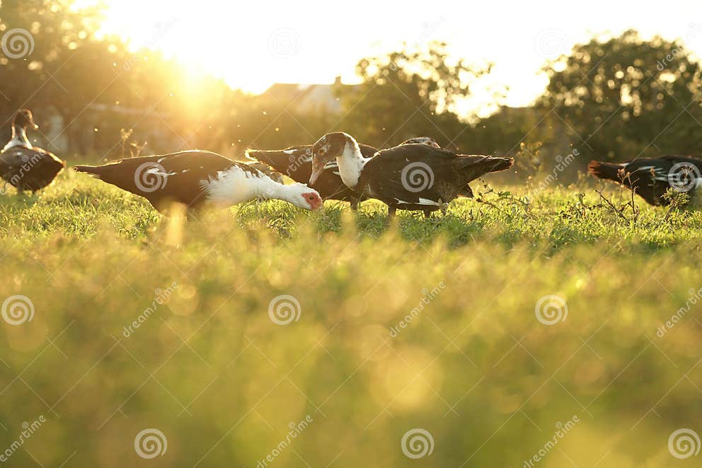 Ducks on the Background of the Sunset. Ducks in Beautiful Rays of Light ...
