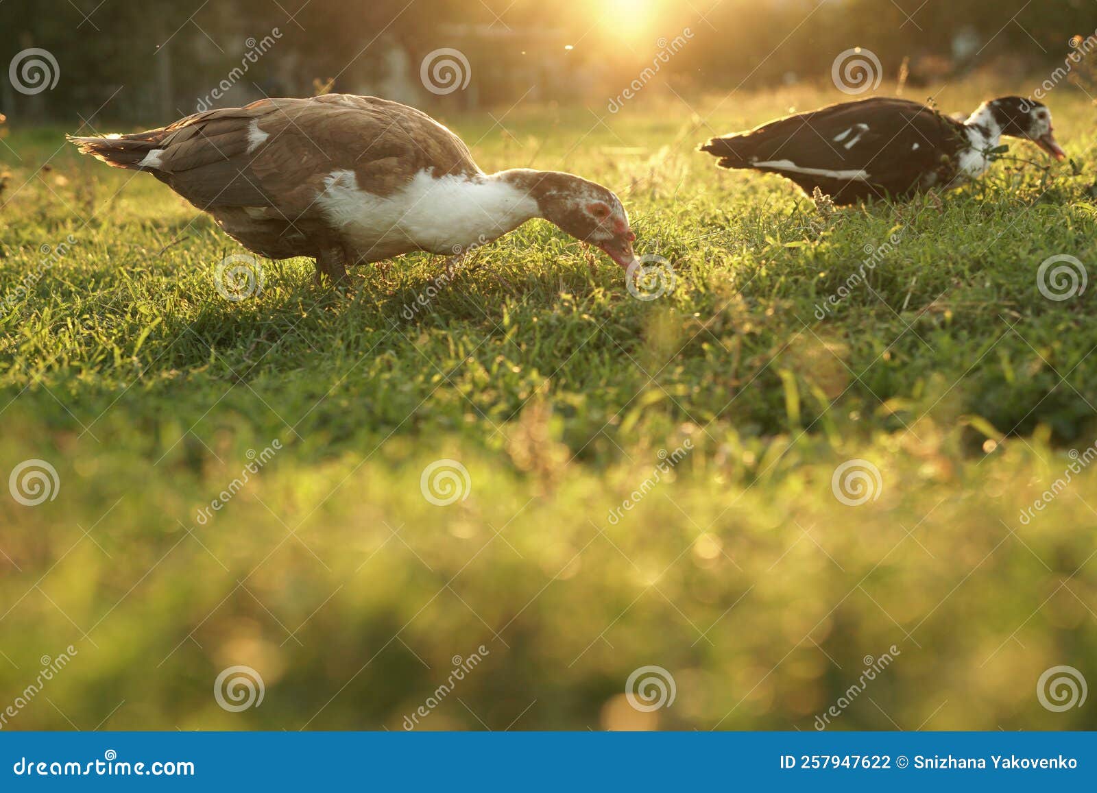 Ducks on the Background of the Sunset. Ducks in Beautiful Rays of Light ...