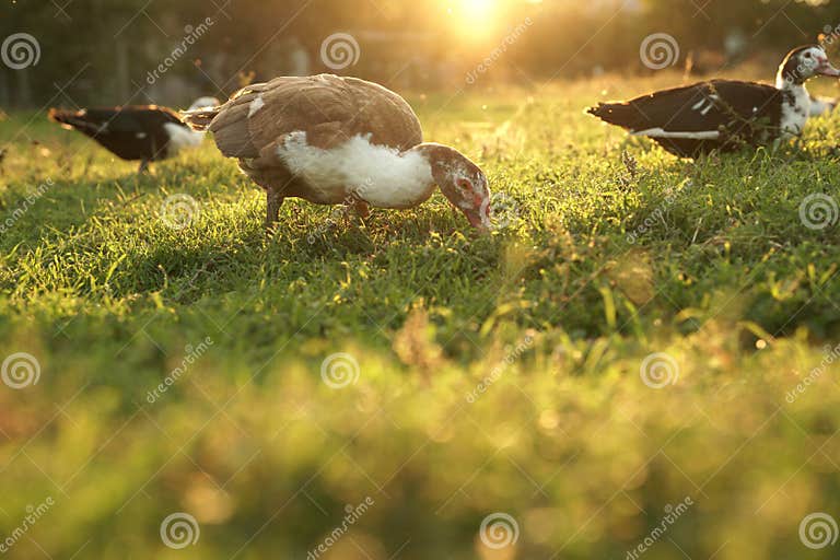 Ducks on the Background of the Sunset. Ducks in Beautiful Rays of Light ...