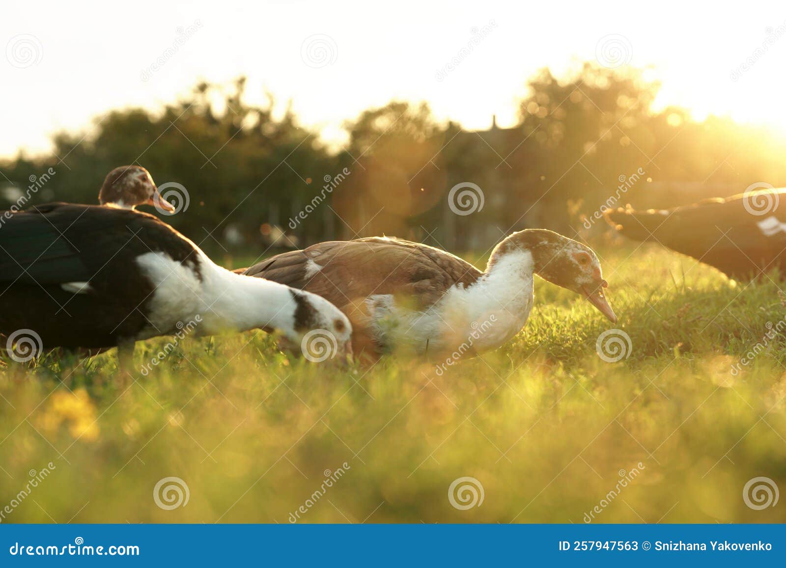Ducks on the Background of the Sunset. Ducks in Beautiful Rays of Light ...