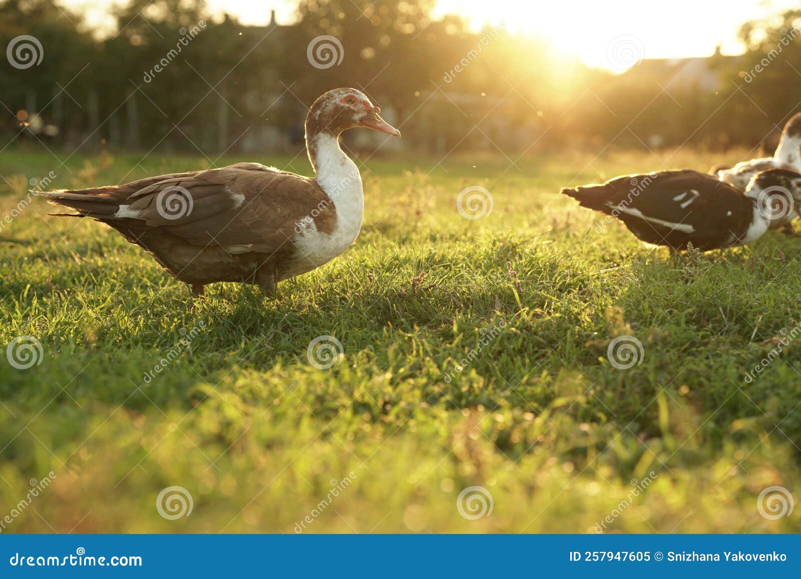Ducks on the Background of the Sunset. Ducks in Beautiful Rays of Light ...