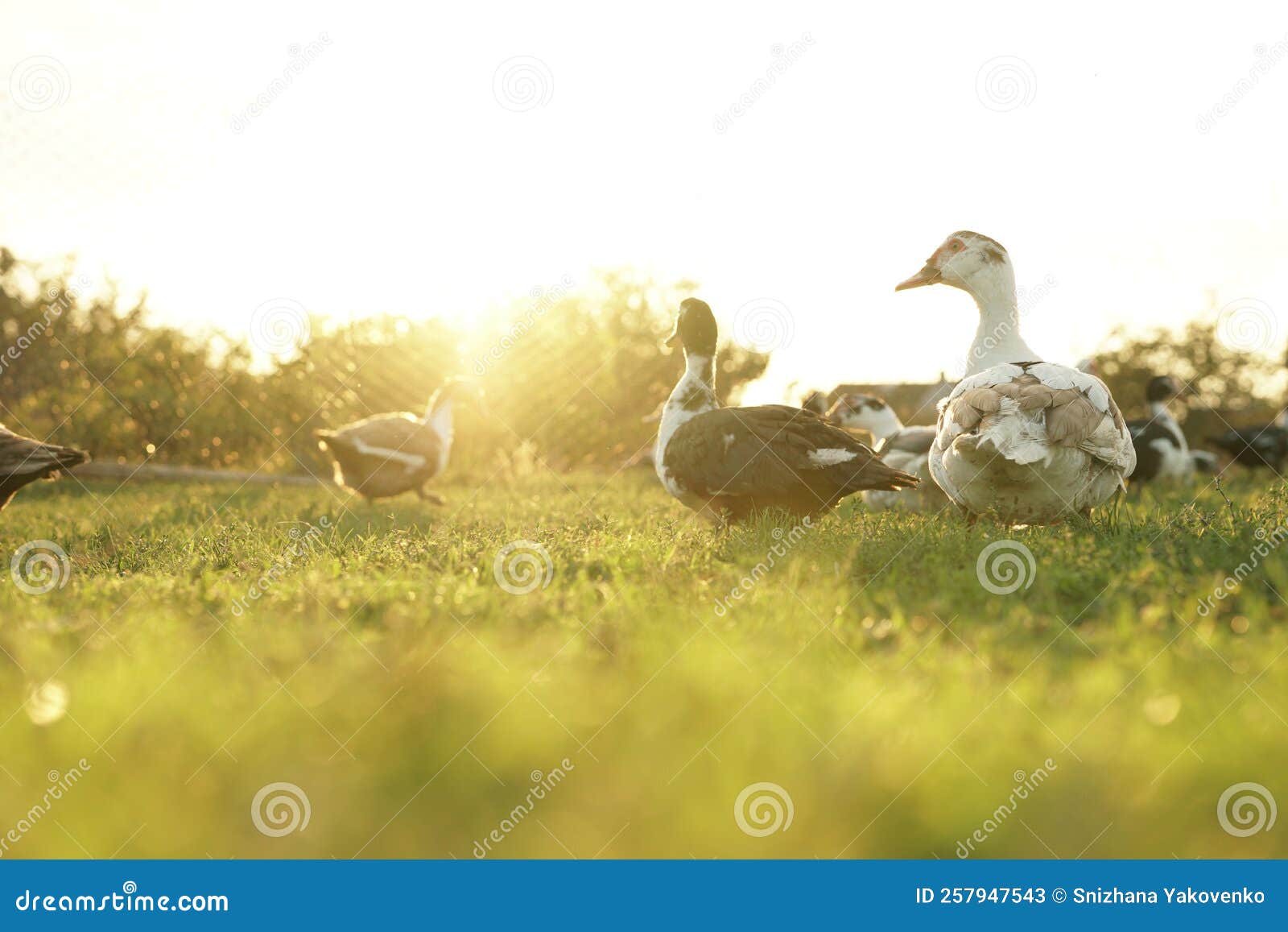 Ducks on the Background of the Sunset. Ducks in Beautiful Rays of Light ...