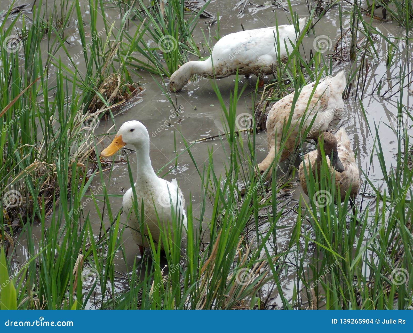 Ducks in Bali stock photo. Image of birds, field, amazing - 139265904