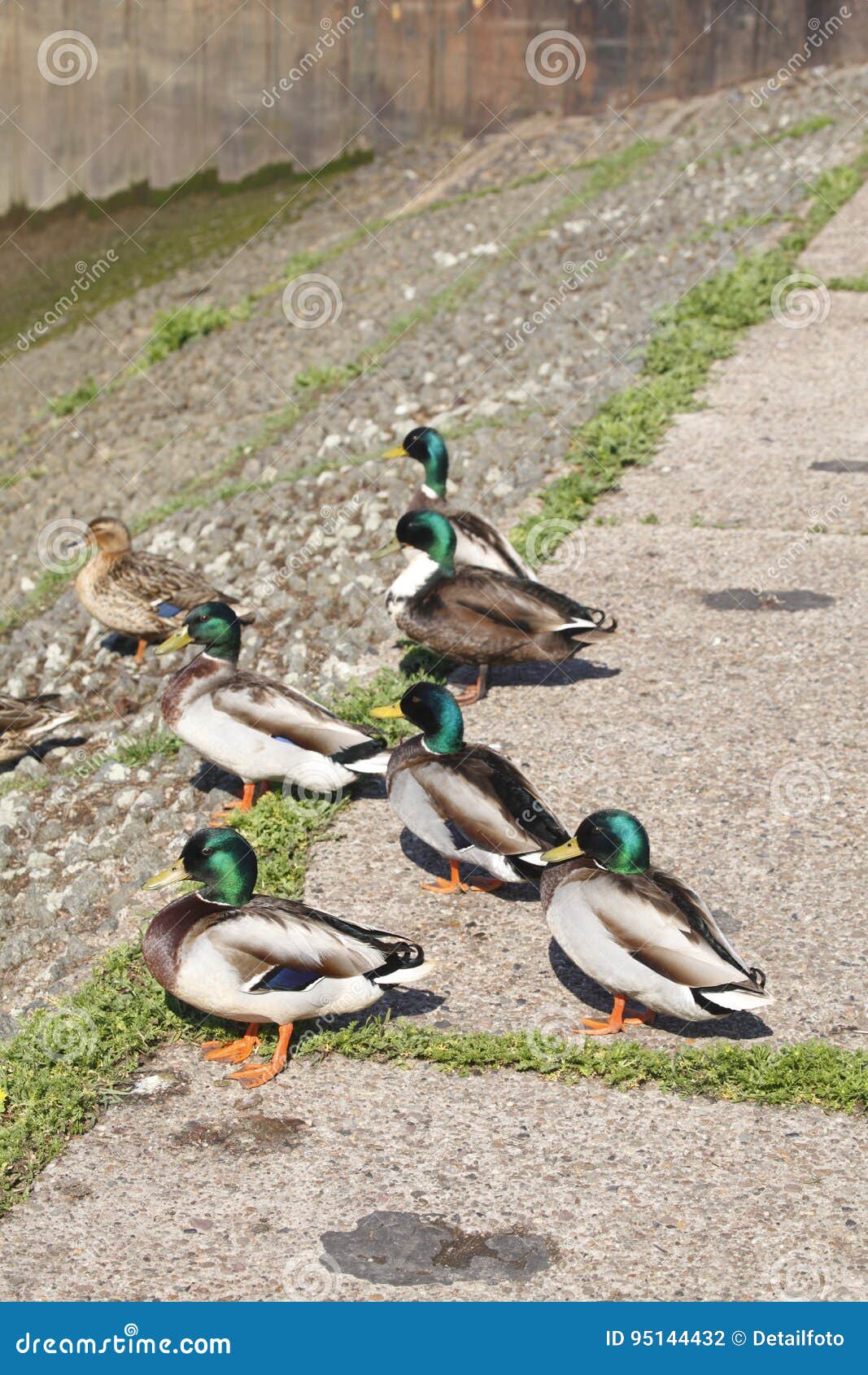 Ducks a bank embankment stock photo. Image of mallard - 95144432