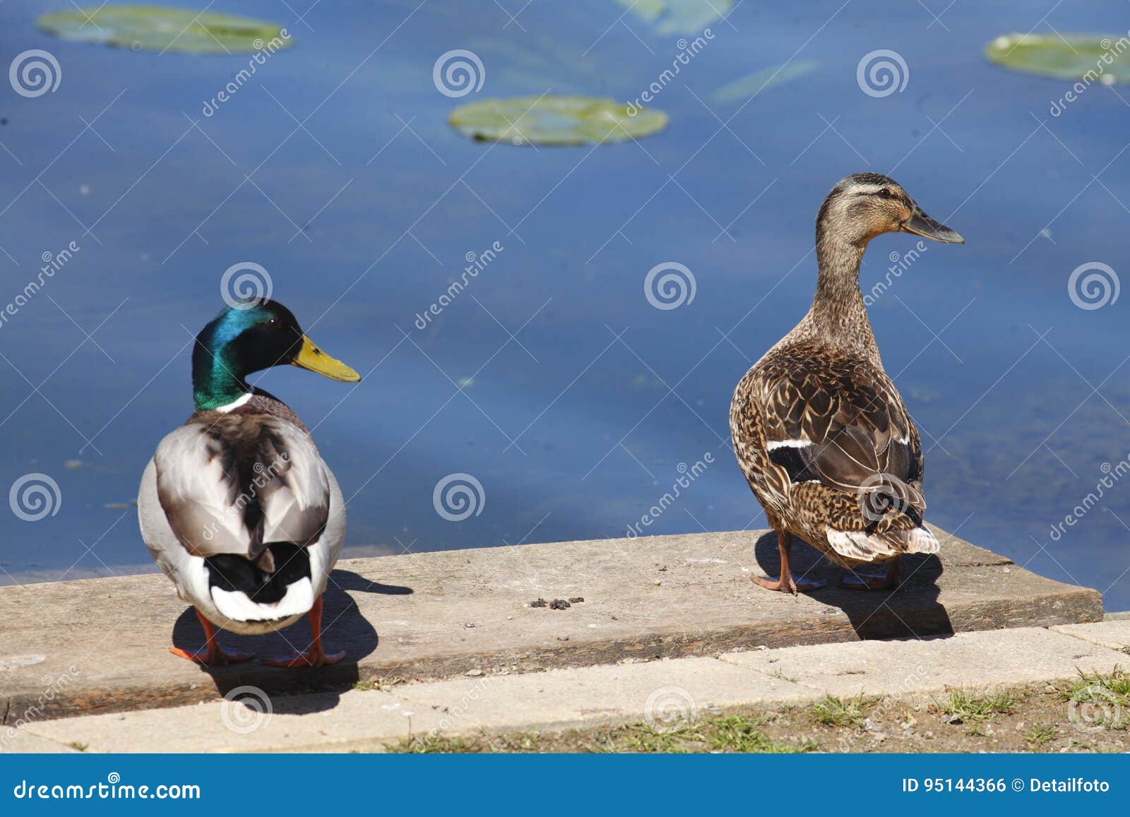 Ducks a bank embankment stock photo. Image of germany - 95144366