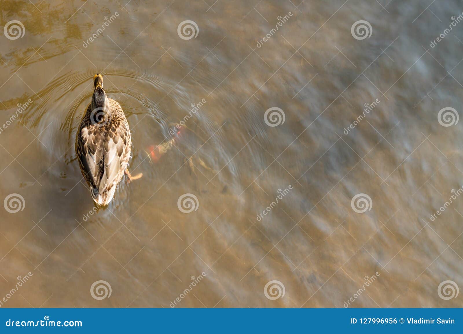 Ducks Bathe in the Polluted River with Garbage Stock Photo - Image of ...