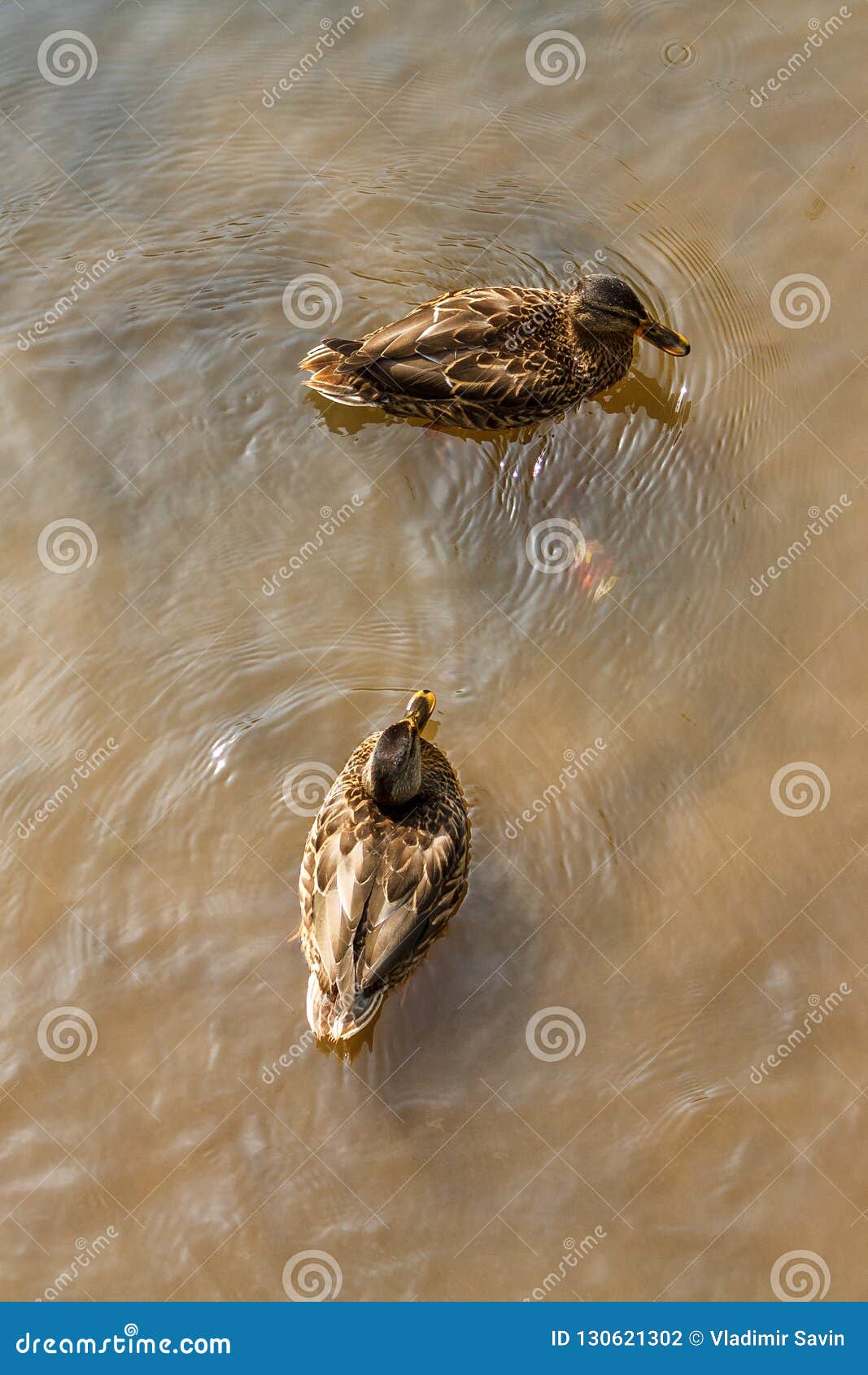 Ducks Bathe in the Polluted River with Garbage Stock Photo - Image of ...
