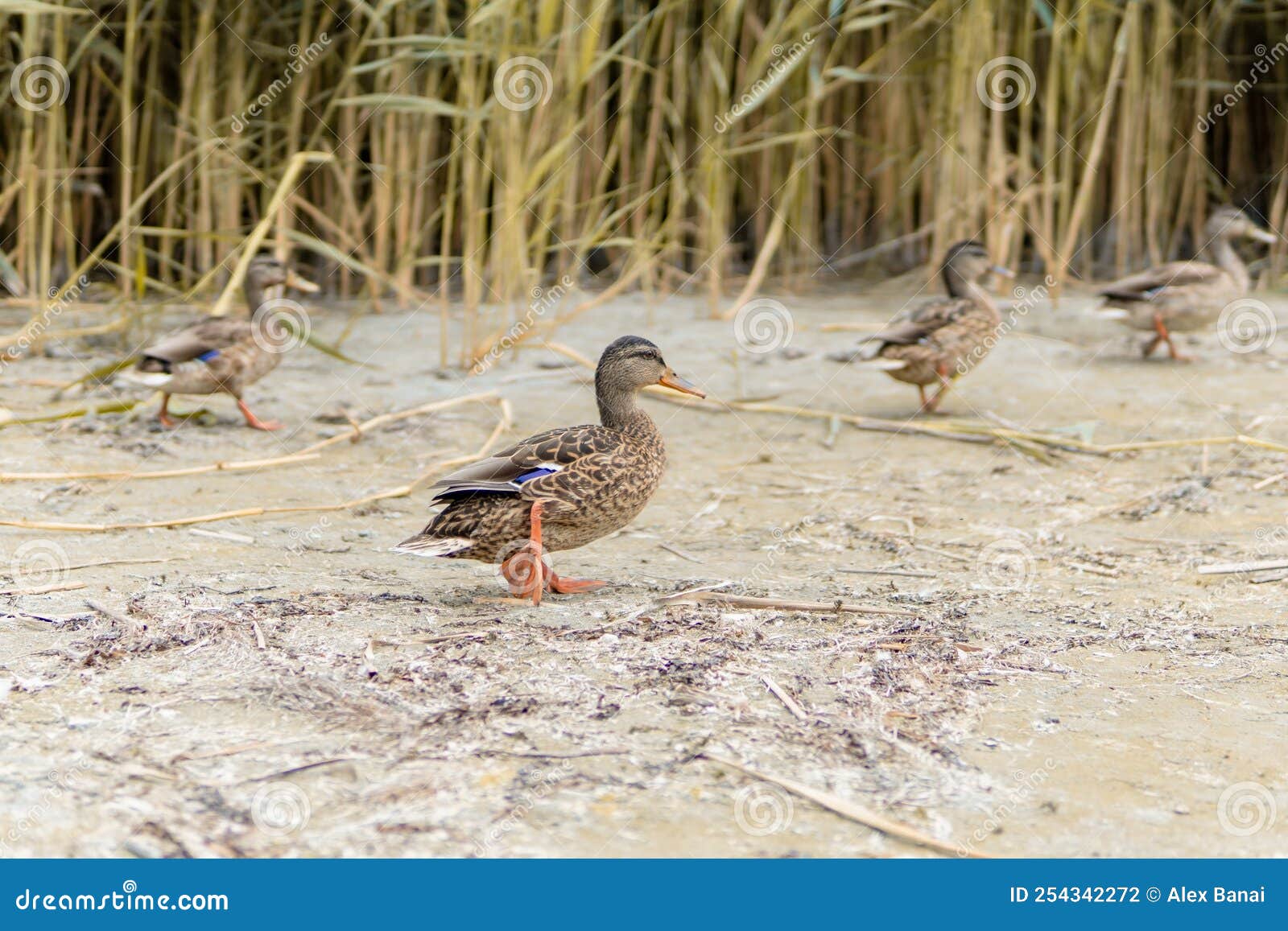 Ducks on the Beach - in the Background Reeds Stock Photo - Image of ...