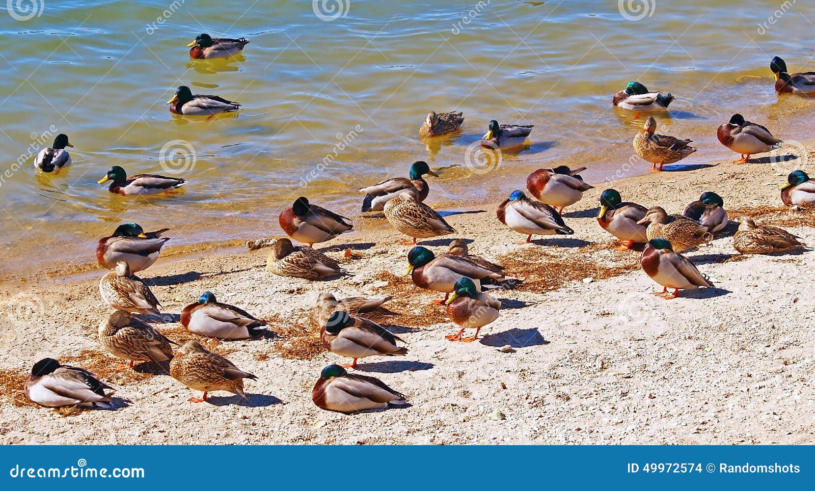 Ducks on the Beach stock photo. Image of wilderness, season - 49972574